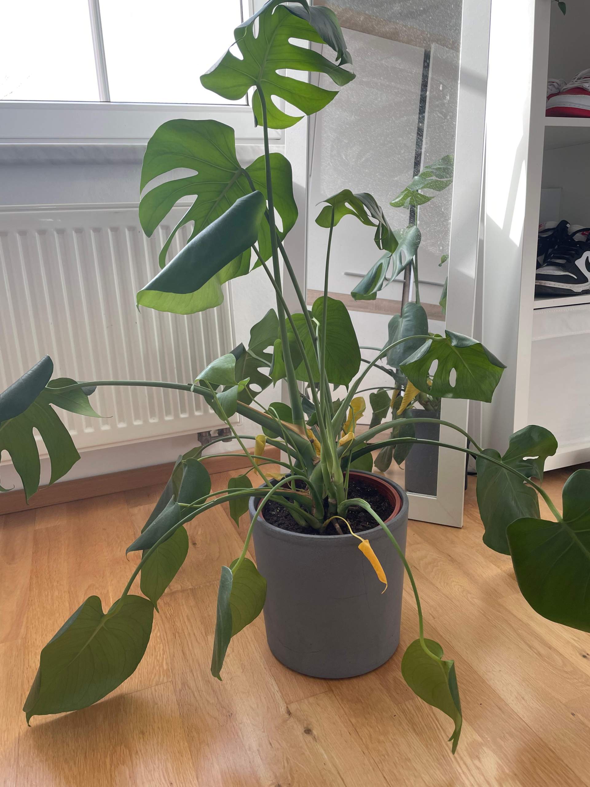 Geht es meiner monstera gut (bild)? (Biologie, Pflanzen, Natur)