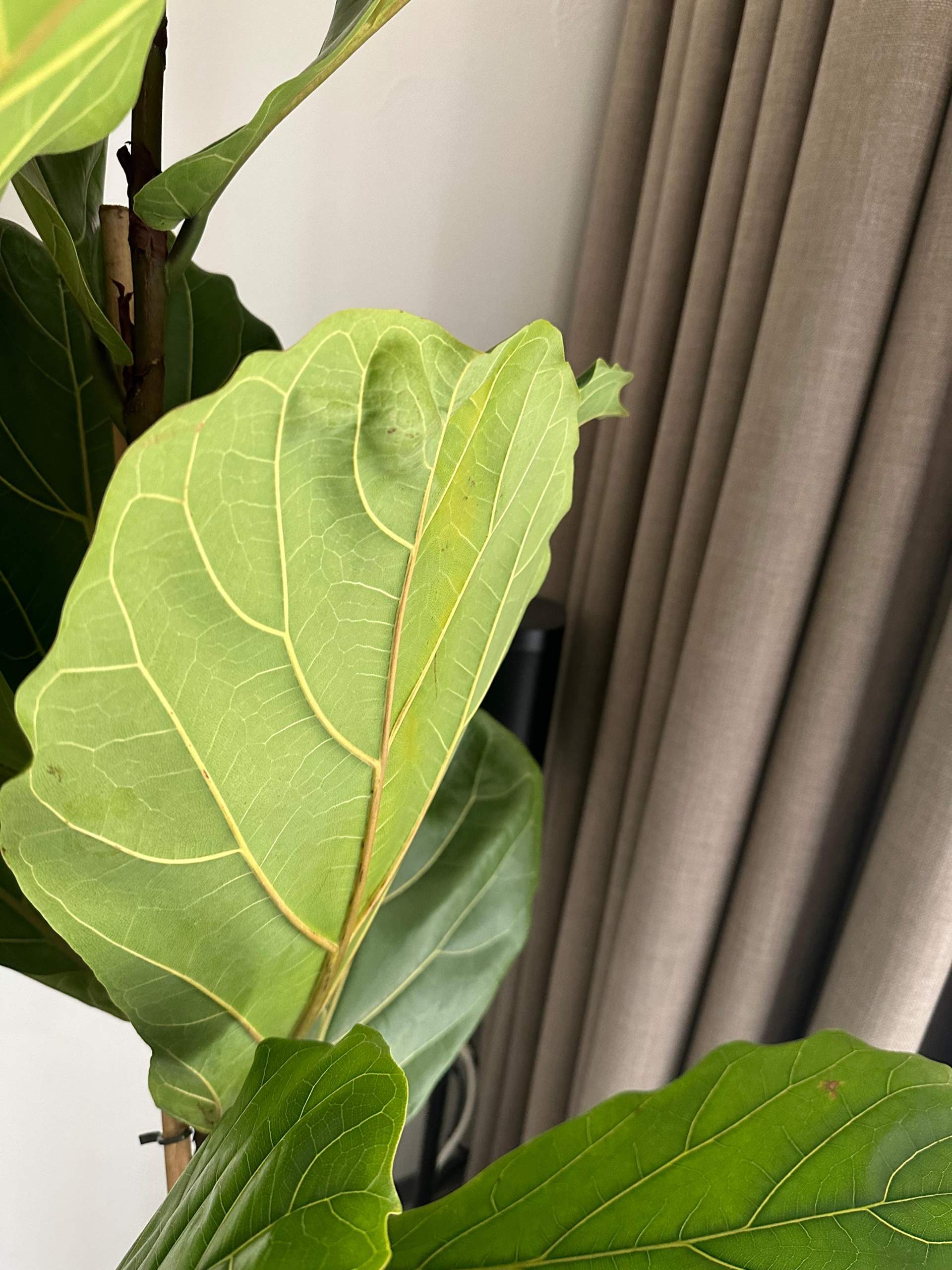 Geigenfeige beulen? (Zimmerpflanzen)