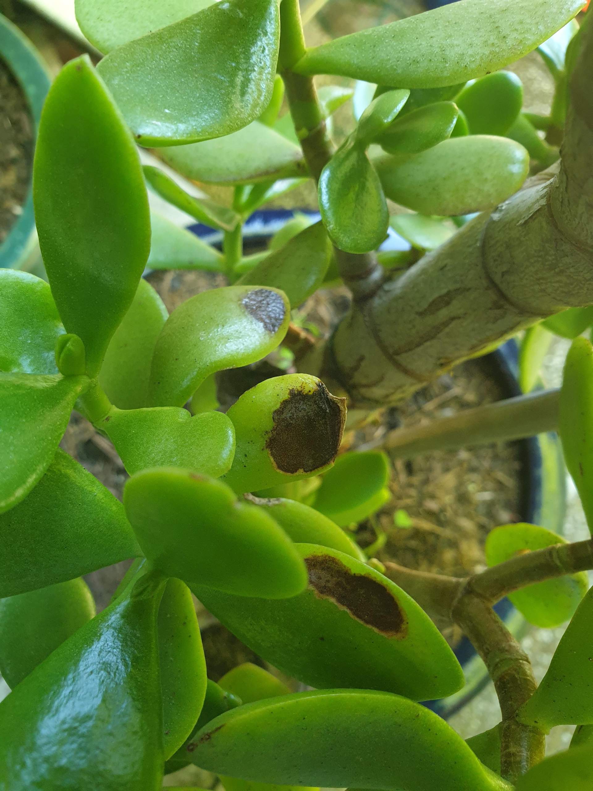 Geldbaum Braune Flecken