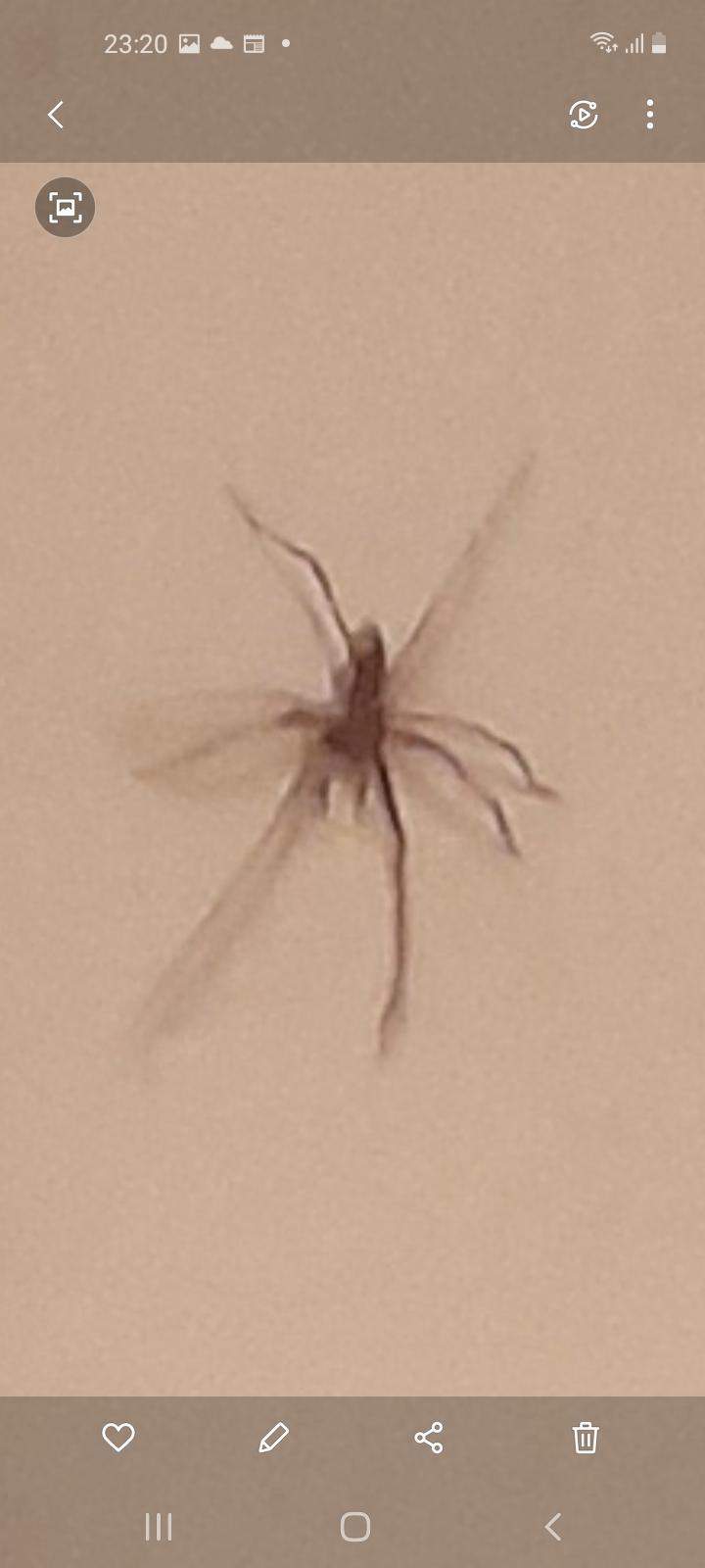 Gestern Abend bei mir in der Wohnung kam eine widerliche dicke Spinne ...