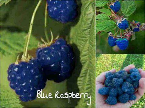 Gibt es wirklich blaue Himbeeren? (Ernährung, Essen, Pflanzen)