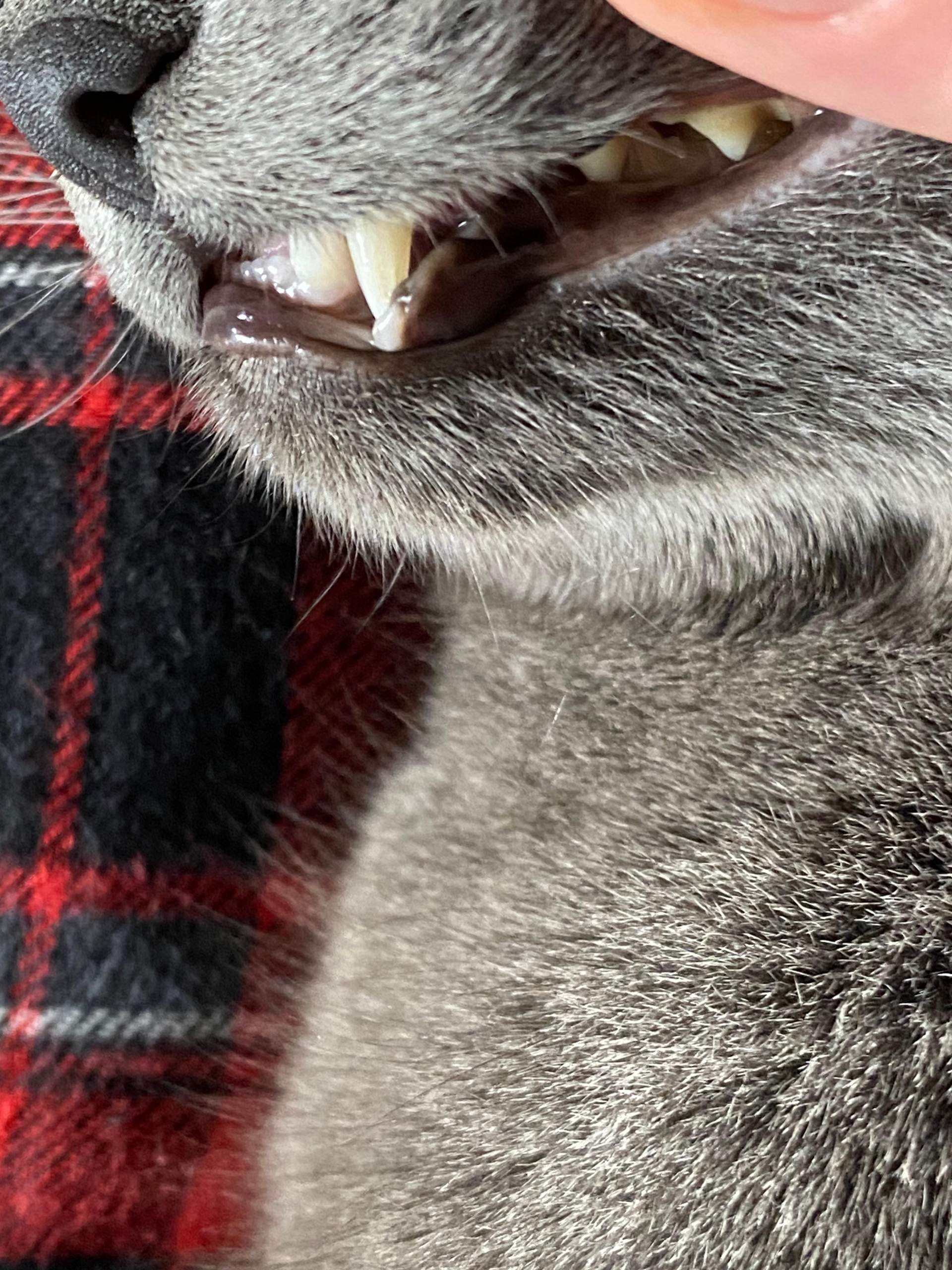Gnubbel im Zahnfleisch? (Medizin, Katze, Zähne)