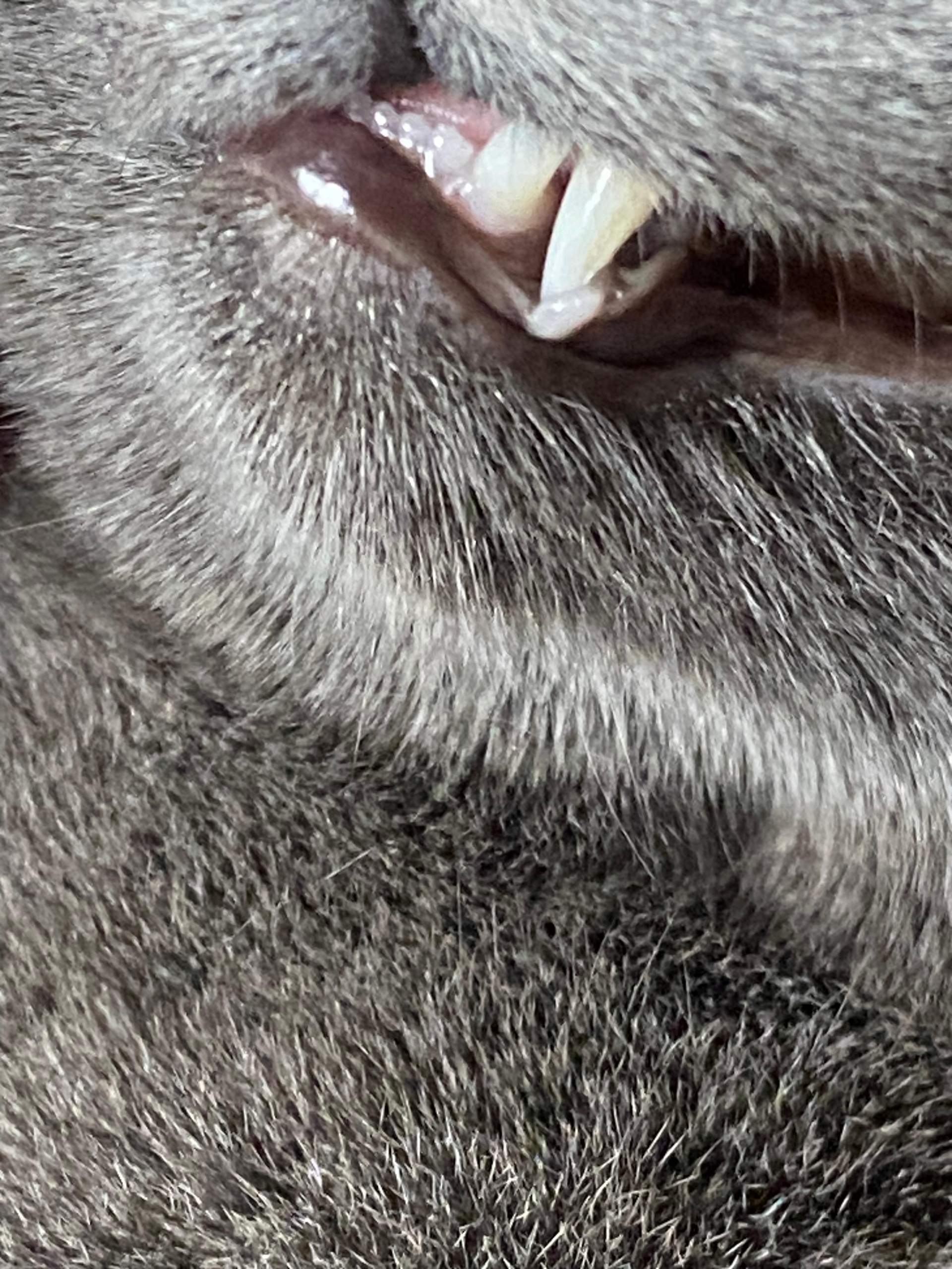 Gnubbel im Zahnfleisch? (Medizin, Katze, Zähne)