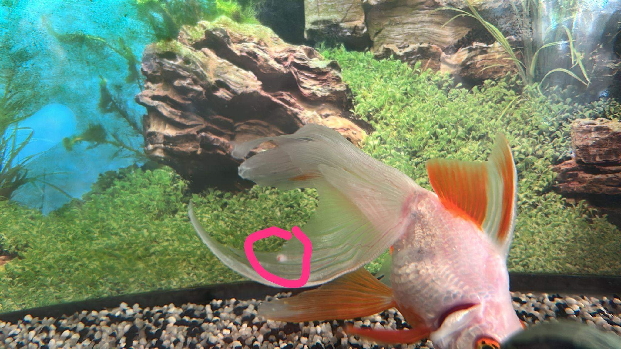 Goldfisch hat einen weißen Punkt an der Flosse.? (Aquarium ...