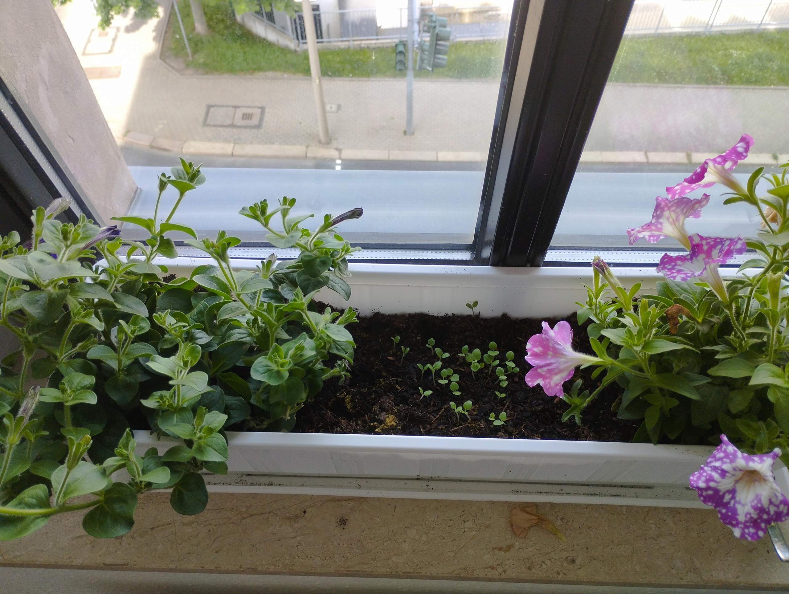 Grün-Gelbe Kugeln in der Erde? (Pflanzenpflege, Blumenerde) Grün-Gelbe Kugeln in der Erde? (Pflanzenpflege, Blumenerde)