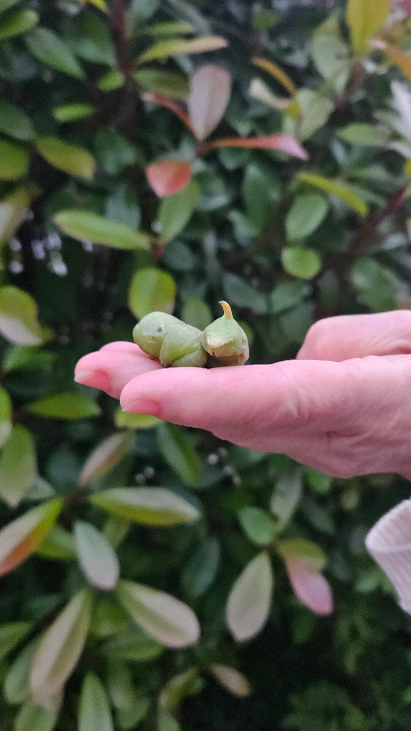 Grüne Raupe mit gelbem Stachel? (Insekten, Insektenbestimmung, Raupenart)