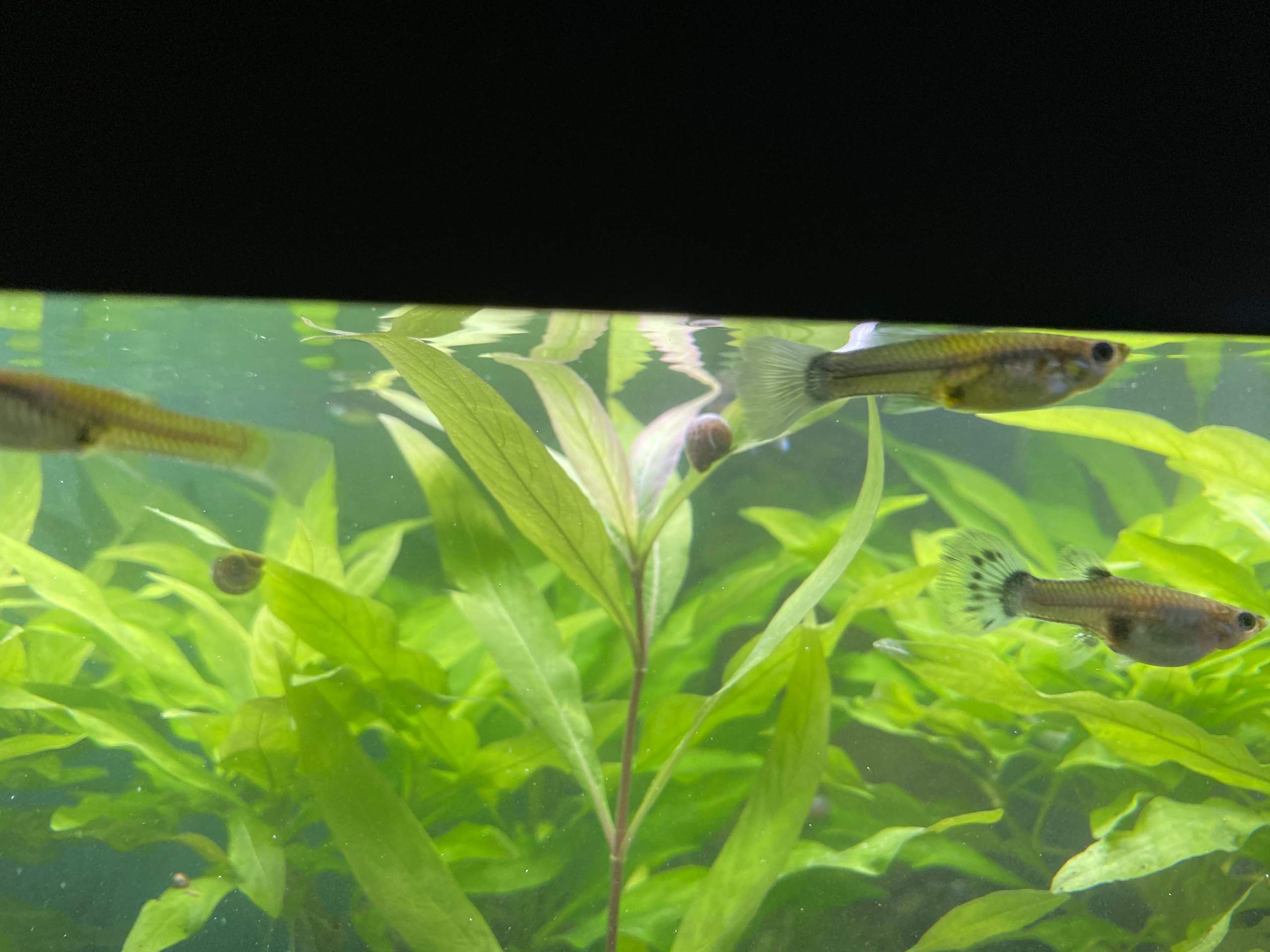 Guppy & Platy weibchen Flossen farblos und ganz schmal? (Fische ...