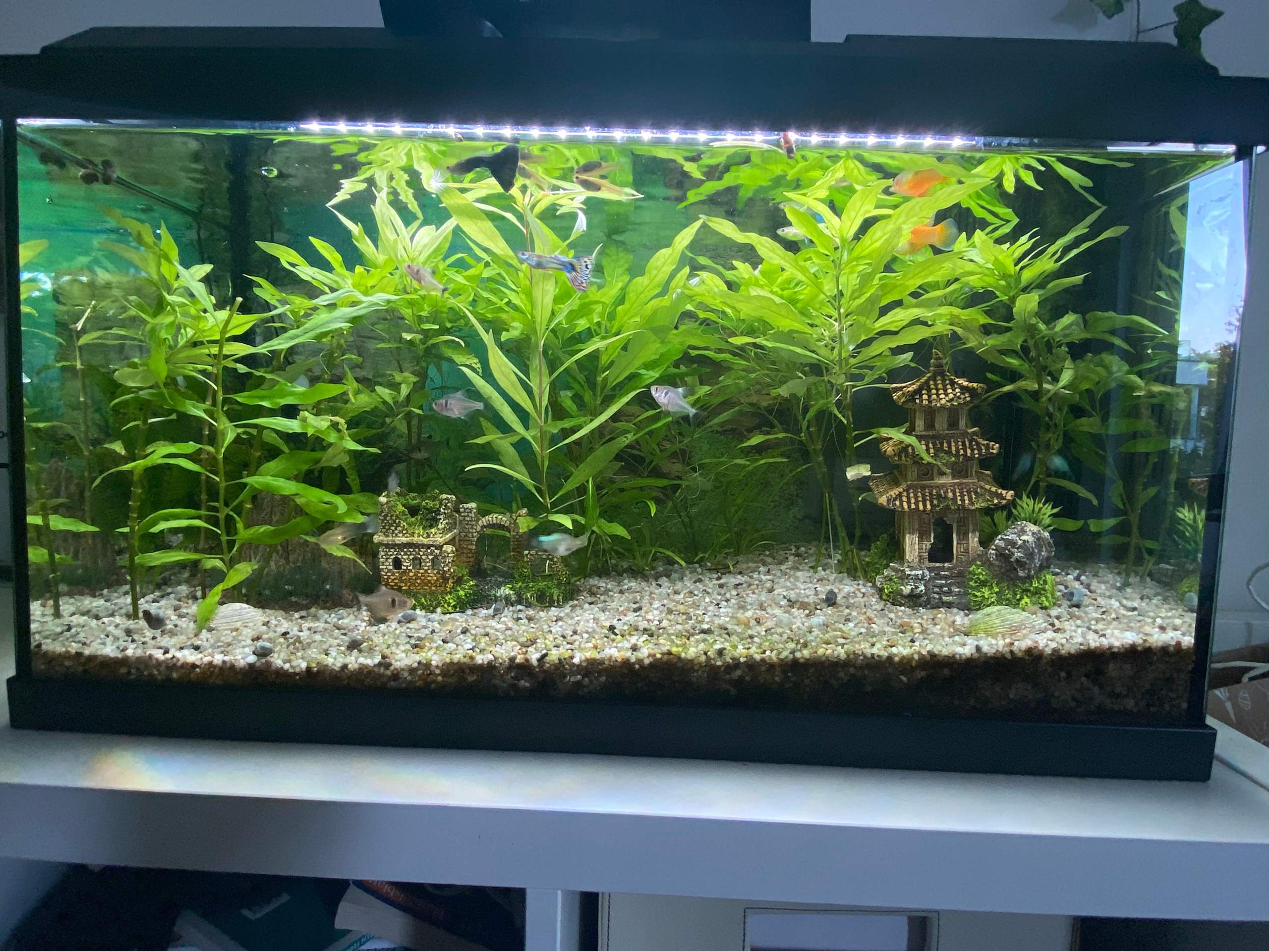 Guppy & Platy weibchen Flossen farblos und ganz schmal? (Fische ...