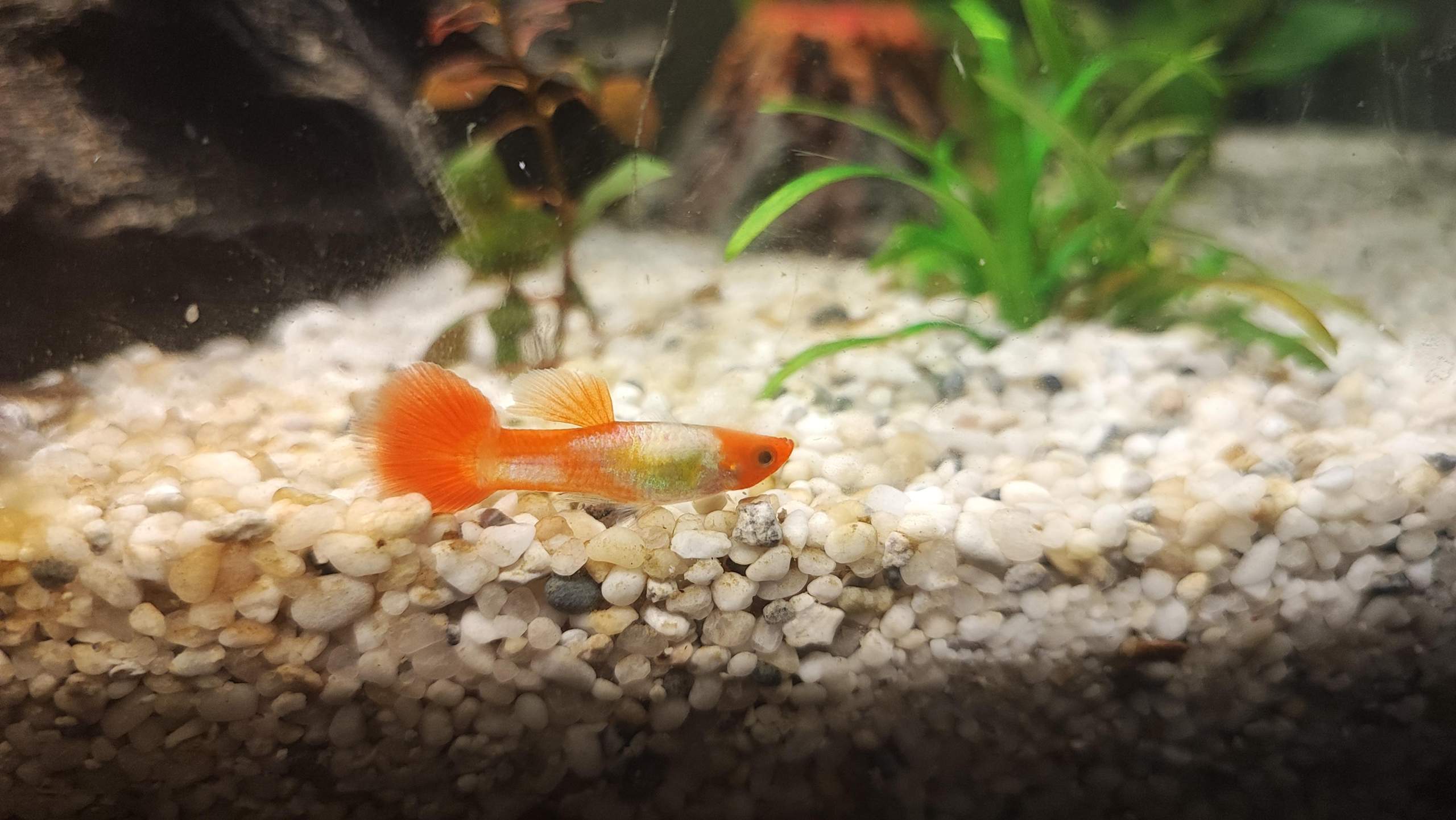 Guppy bleibt fast nur noch am Boden und schwimmt kaum? (Krankheit ...
