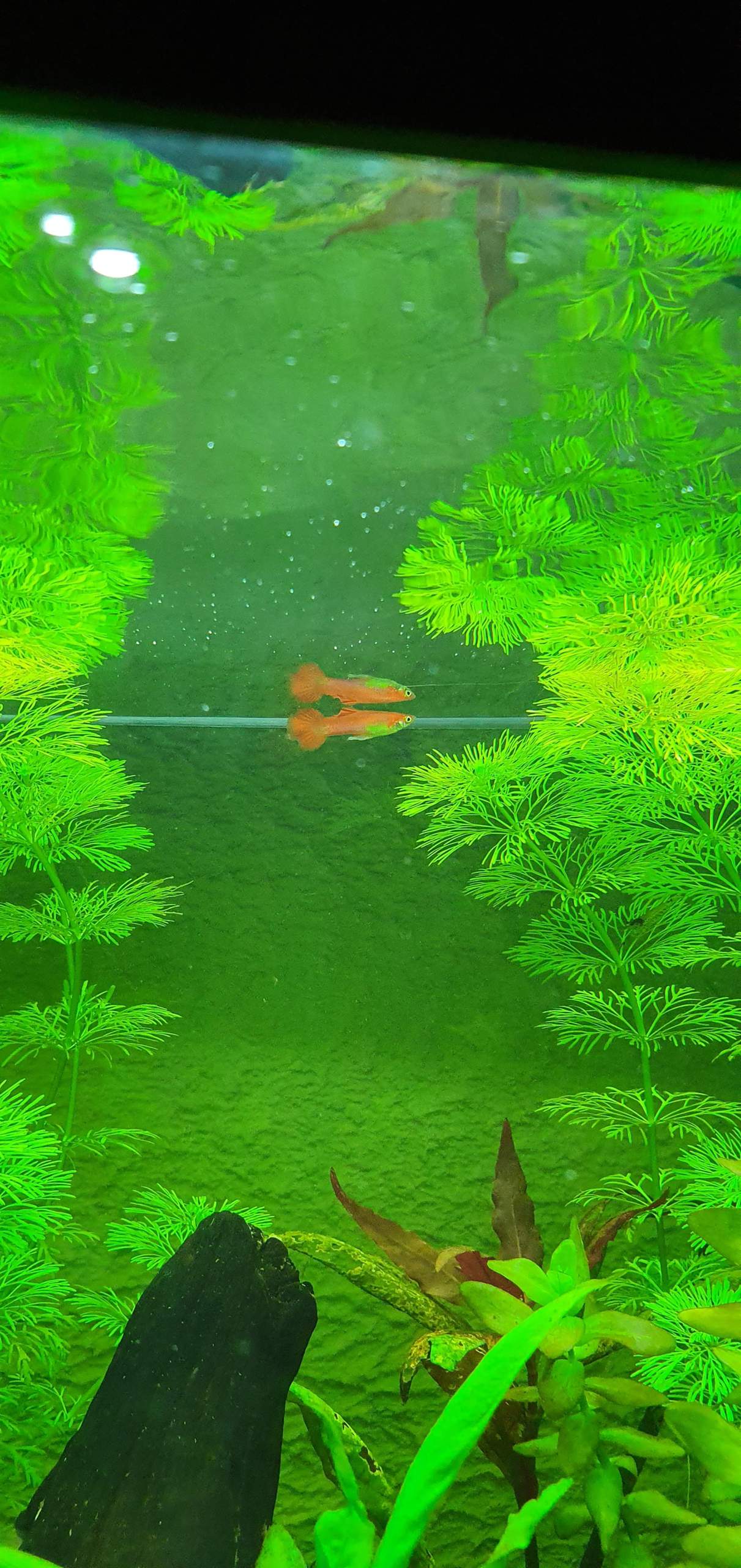 Guppy Flossen angefressen und einer krank? (Fische, Aquarium, Aquaristik)