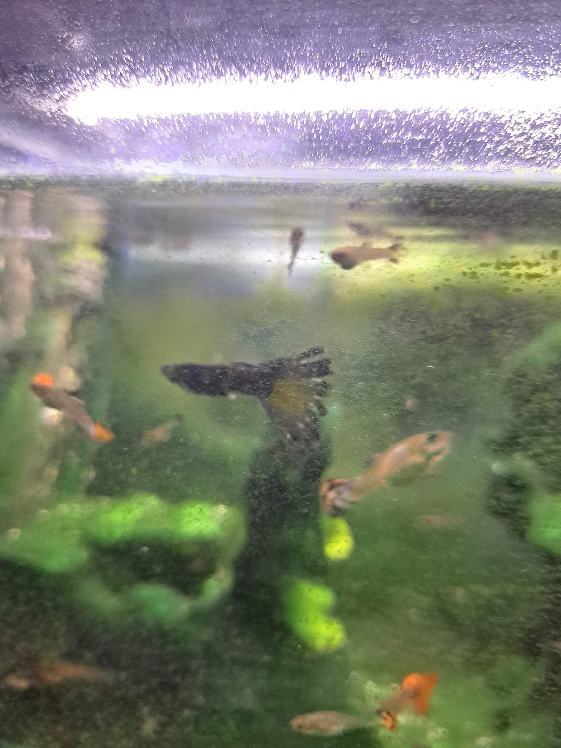 Guppy männchen gerissene Flosse? (Aquarium, Aquariumfische ...