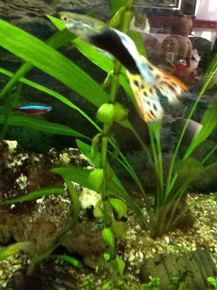 Guppy: Schwanzflosse eingerissen! Was könnte das sein? (Fische ...