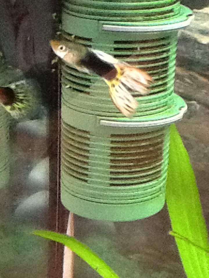 Guppy: Schwanzflosse eingerissen! Was könnte das sein? (Fische ...