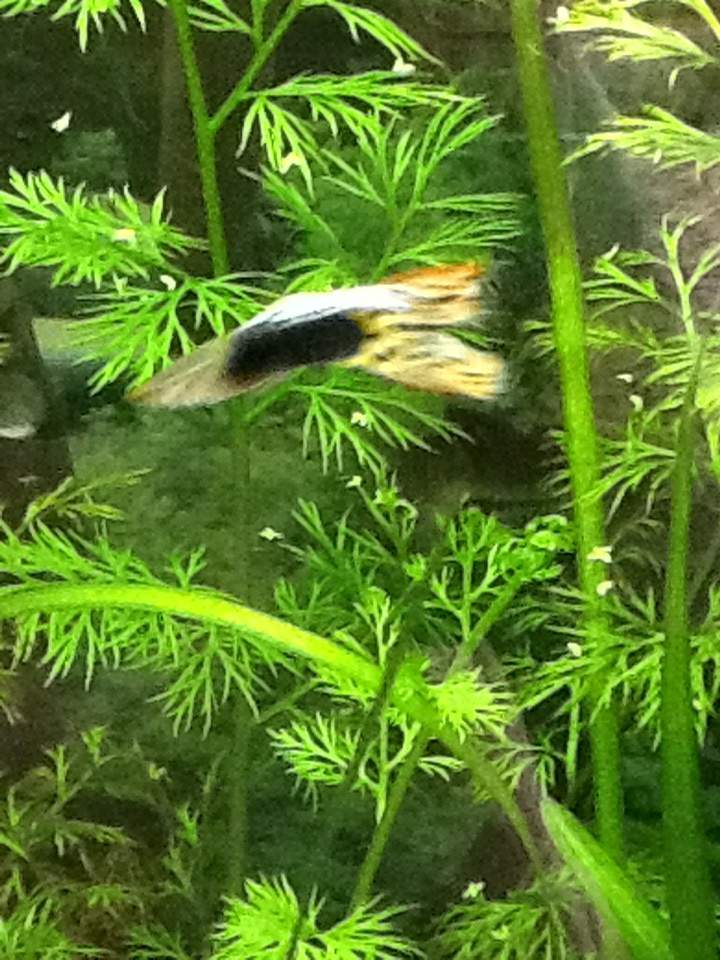 Guppy: Schwanzflosse eingerissen! Was könnte das sein? (Fische ...