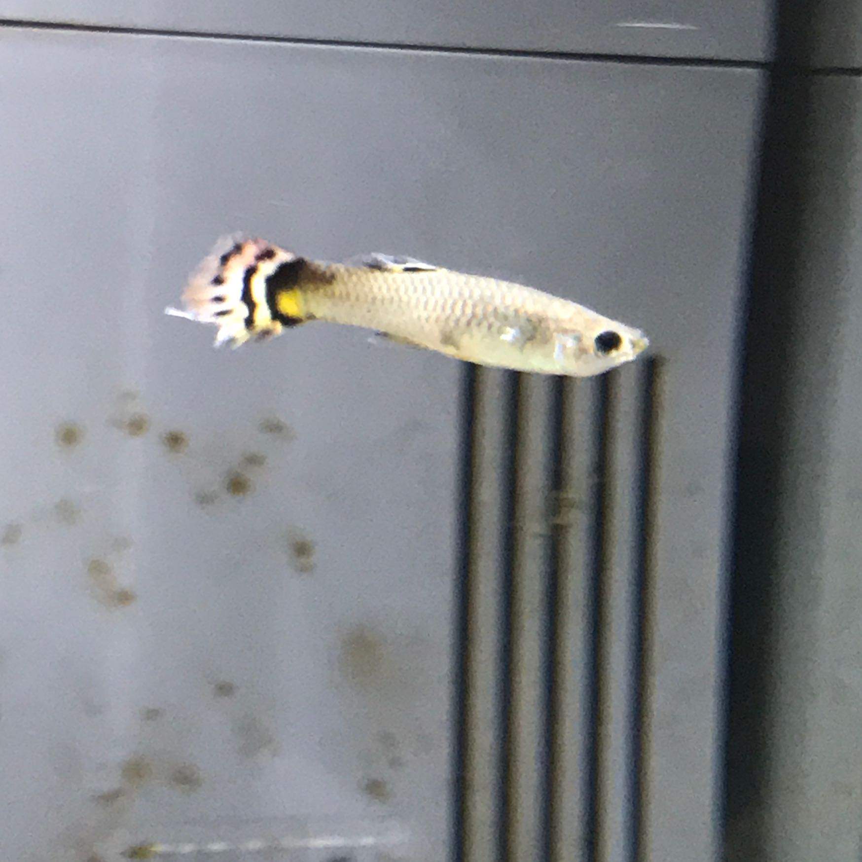 Guppy Weibchen hat kaputte Flosse? (Tiere, Fische, Aquarium)