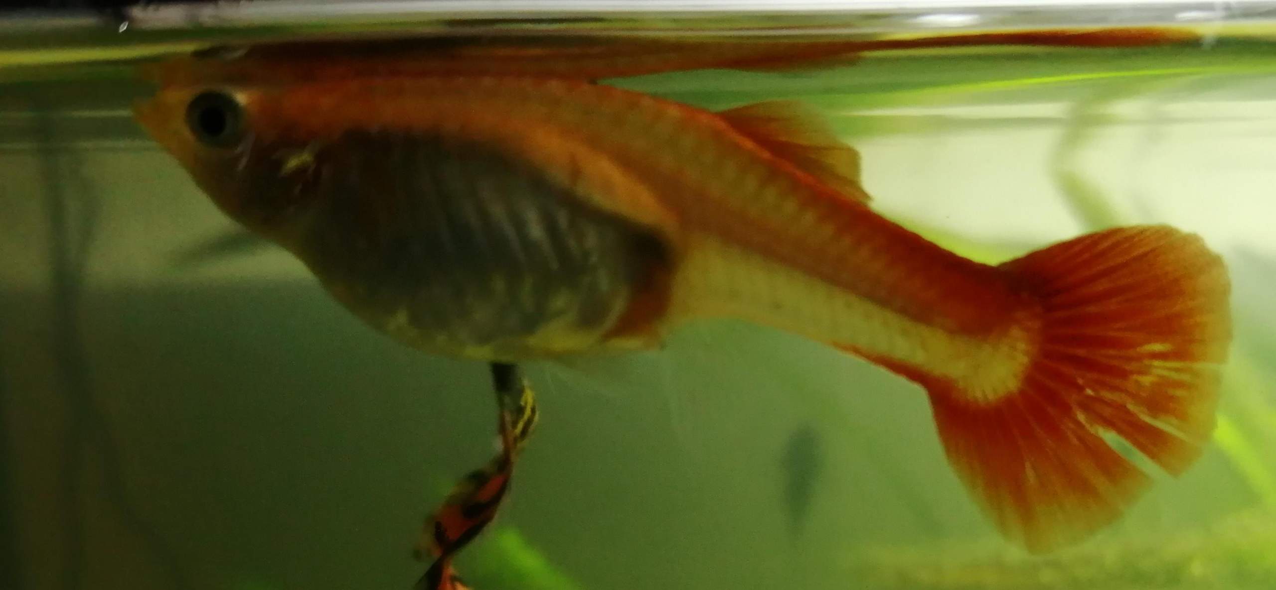 Guppys Flossenfäule? (Tiere, Fische, Aquarium)