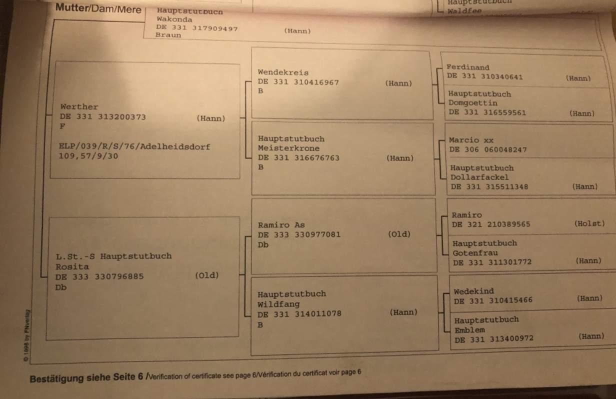 Gute Abstammung Wallach? (Pferd, Reiten, Stammbaum)