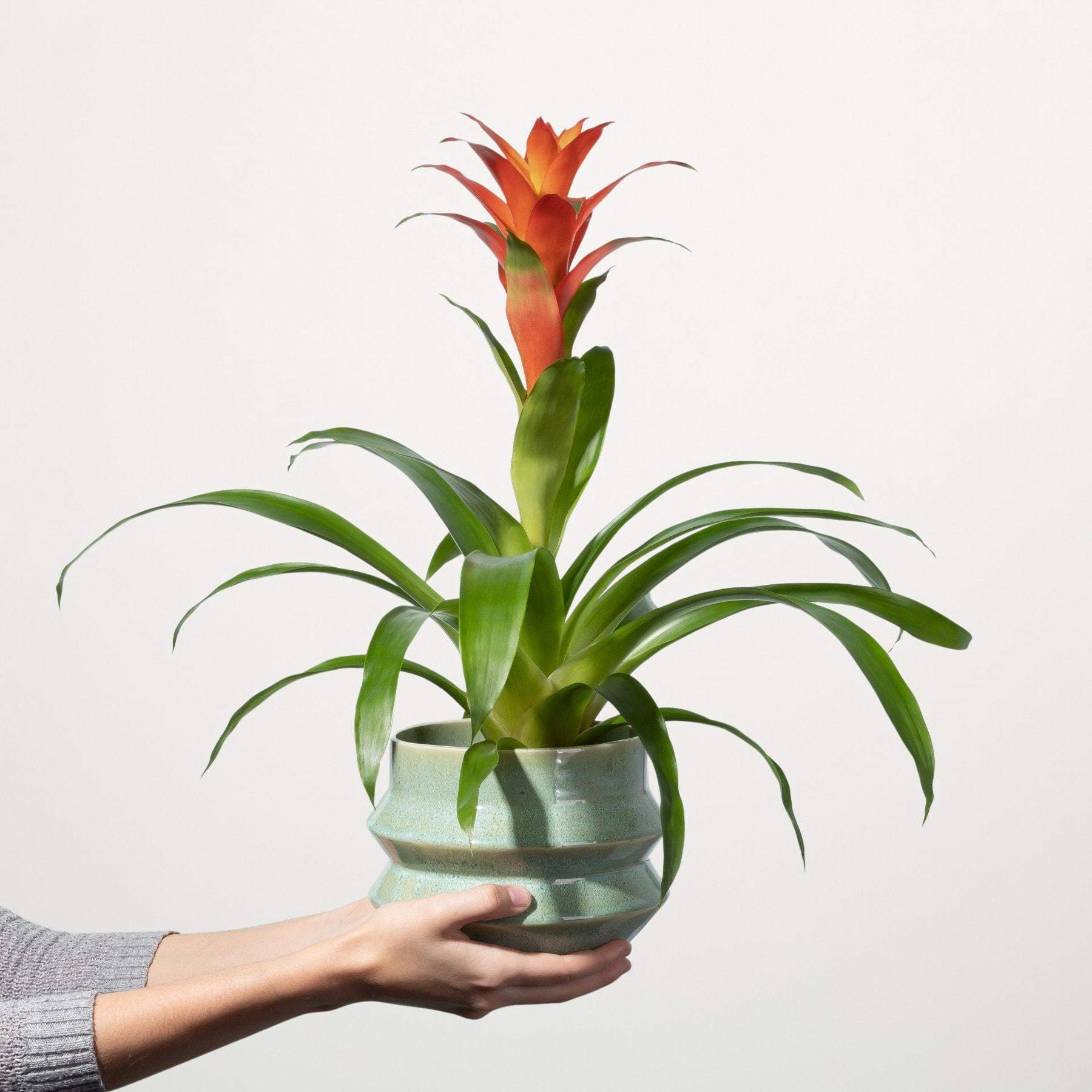 Fabelhafte Guzmania Kindel Abtrennen Bilder