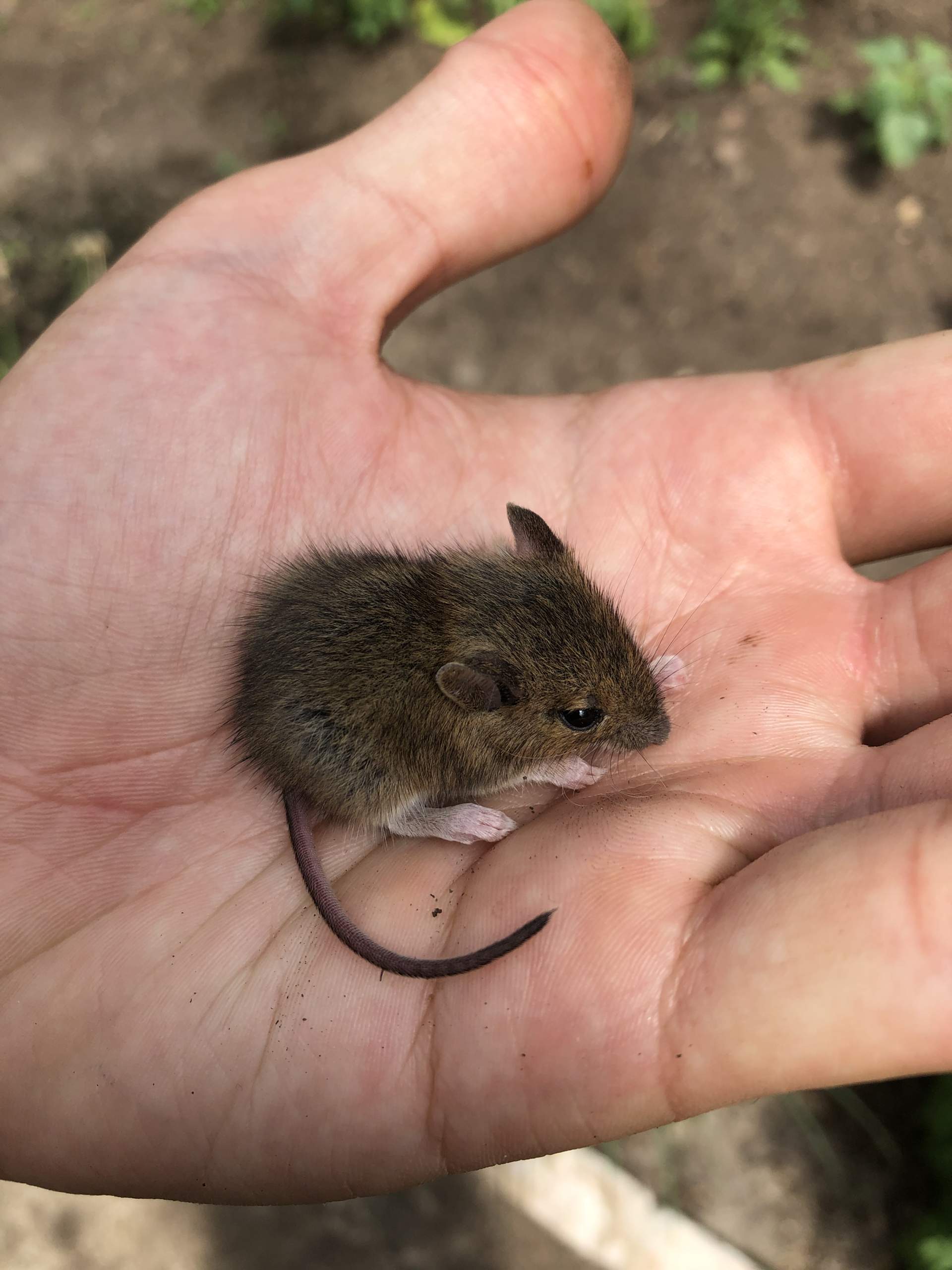 Hab heute Mittag diese kleine Maus gefunden war meine Endscheidung ...