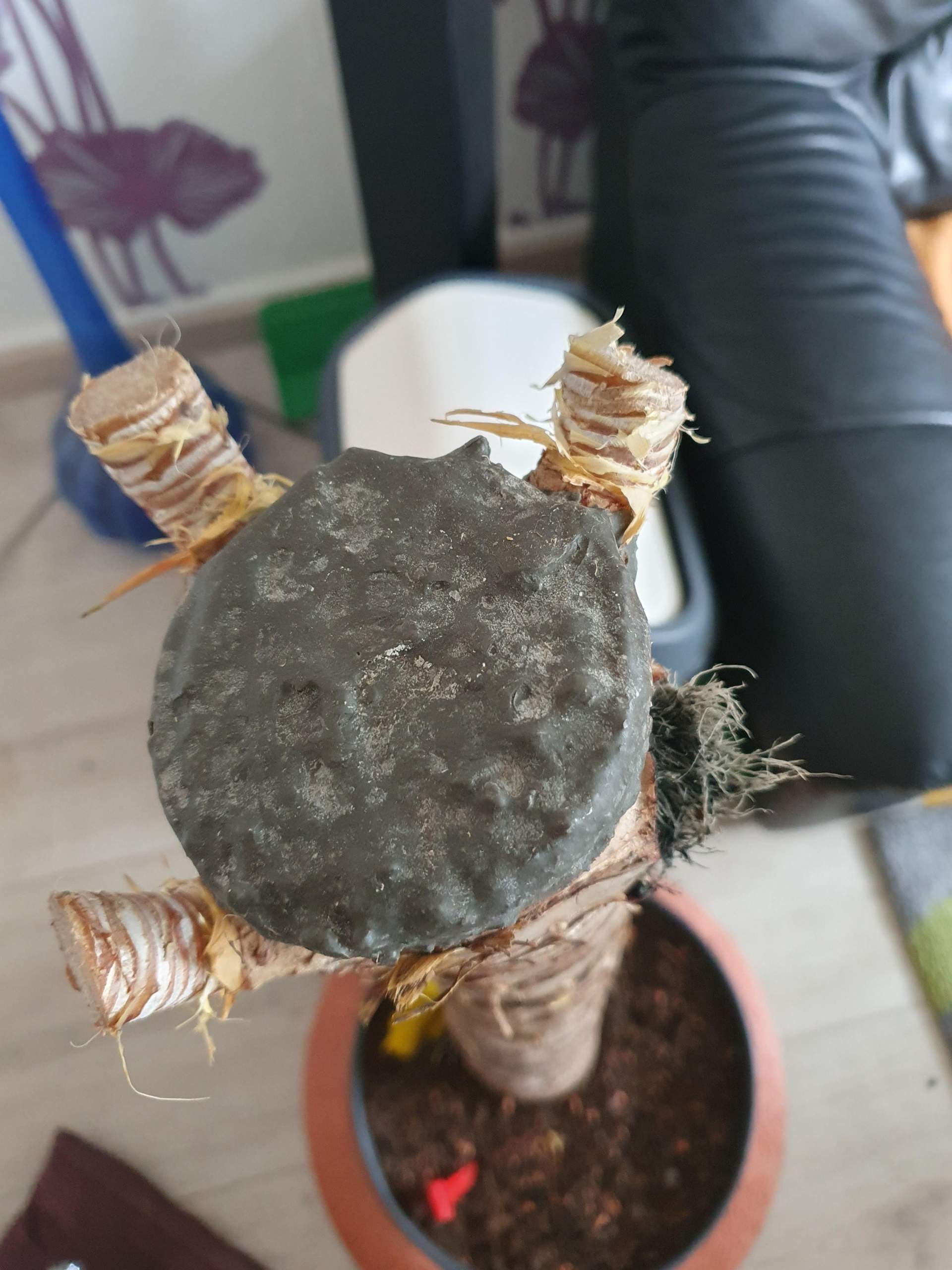 Habe die Stiele von meiner Palme abgesägt. Der Stamm ist hart also ist ...