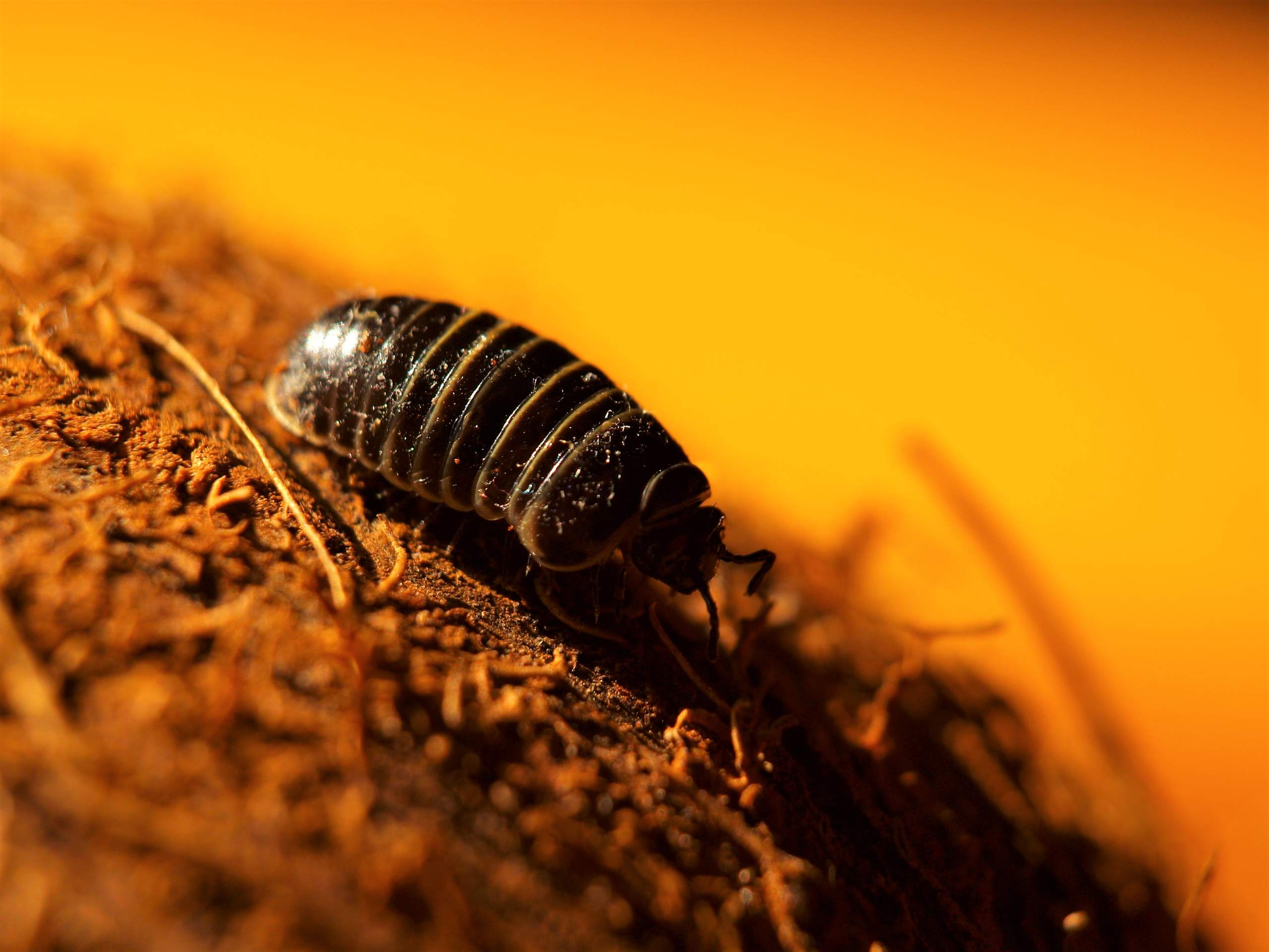 Habe heute eine Assel fotografiert. Aber zu welcher Assel Art gehört ...