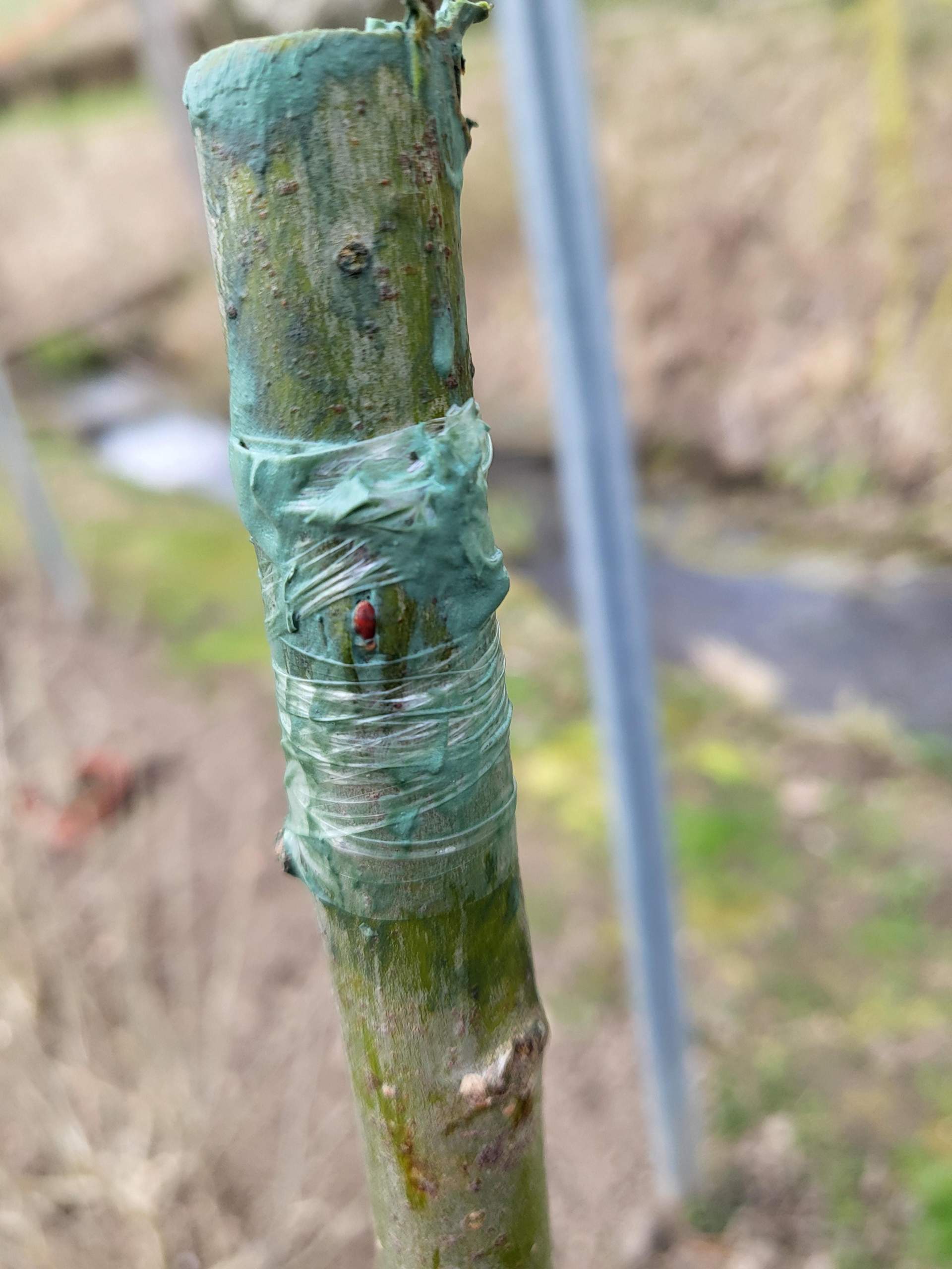 Habe ich es richtig gemacht(veredelung/okulation)? (Pflanzen, Natur, Wachstum)