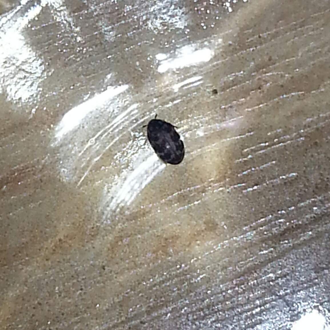 Kleine Käfer Im Schlafzimmer