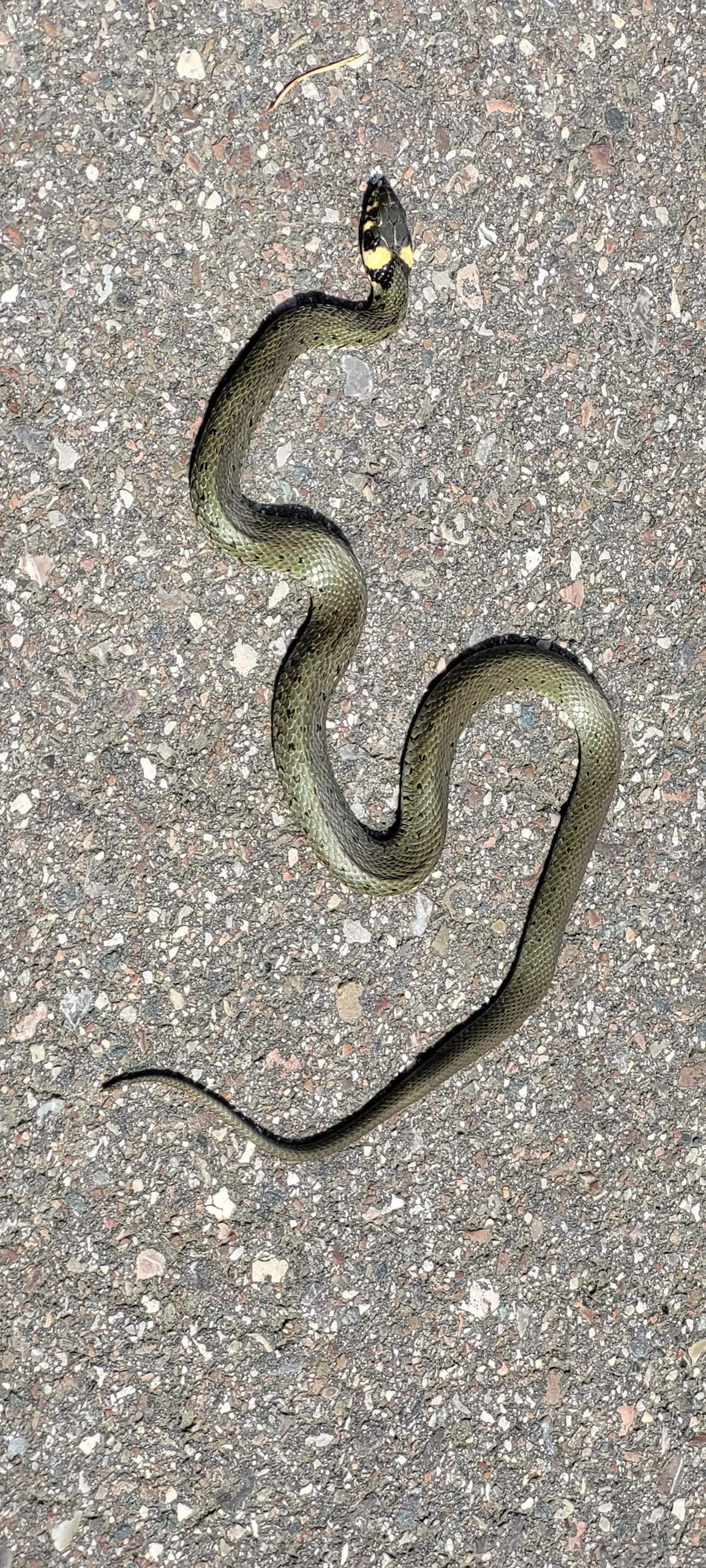 Habt ihr in Deutschland in freier Wildbahn schon mal eine ausgewachsene Ringelnatter gesehen ...