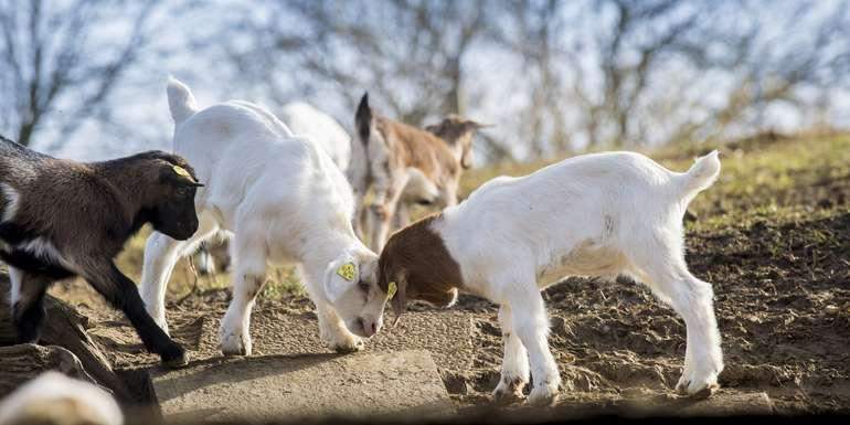 Habt ihr mal ein Schaf oder eine Ziege berührt? 🐑🤍 🐐 (Tierhaltung, Zoo, Schafe)