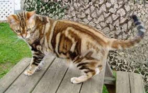 Habt ihr schöne Warrior Cats Bilder die wie echte Katzen aussehen ... Habt ihr schöne Warrior Cats Bilder die wie echte Katzen aussehen ...