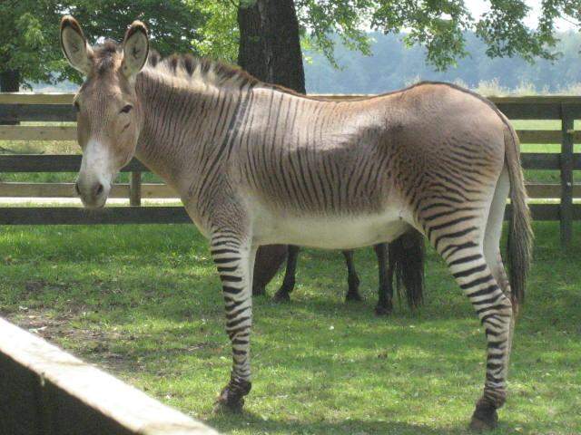 Habt ihr schon mal im Zoo einen Zesel oder Zebresel gesehen? (Esel, Zebra)