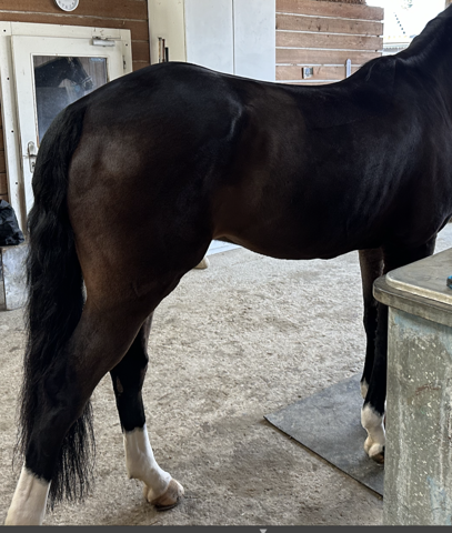 Hättet ihr Bedenken dieses Pferd zu kaufen? Trageerschöpfung / schlecht ...