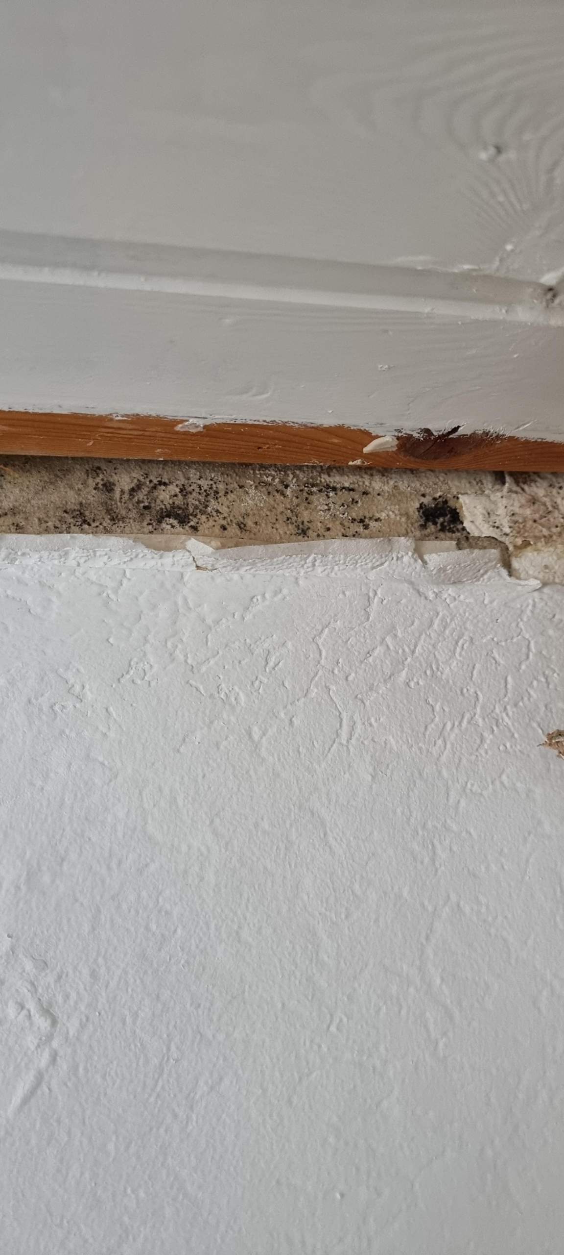 Schimmel Hinter Der Fuleiste