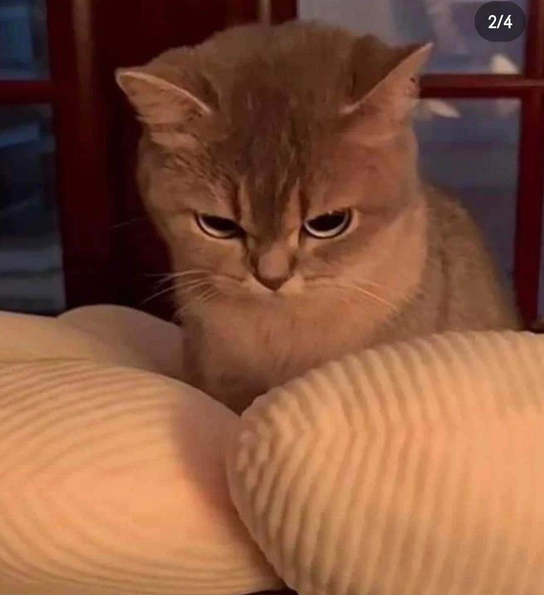 Hallo, kennt ihr diese Katze? (Instagram, Account, Meme)