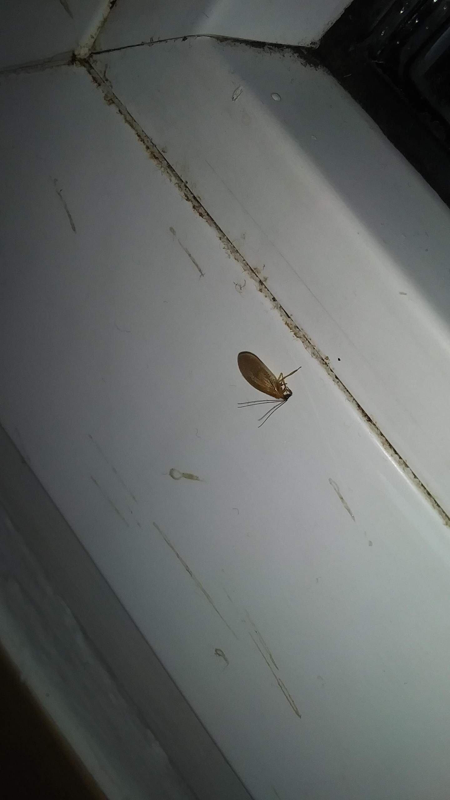 Hallo könnte ihr mir sagen, ob dies eine Bettwanze oder ein Flo ist ...