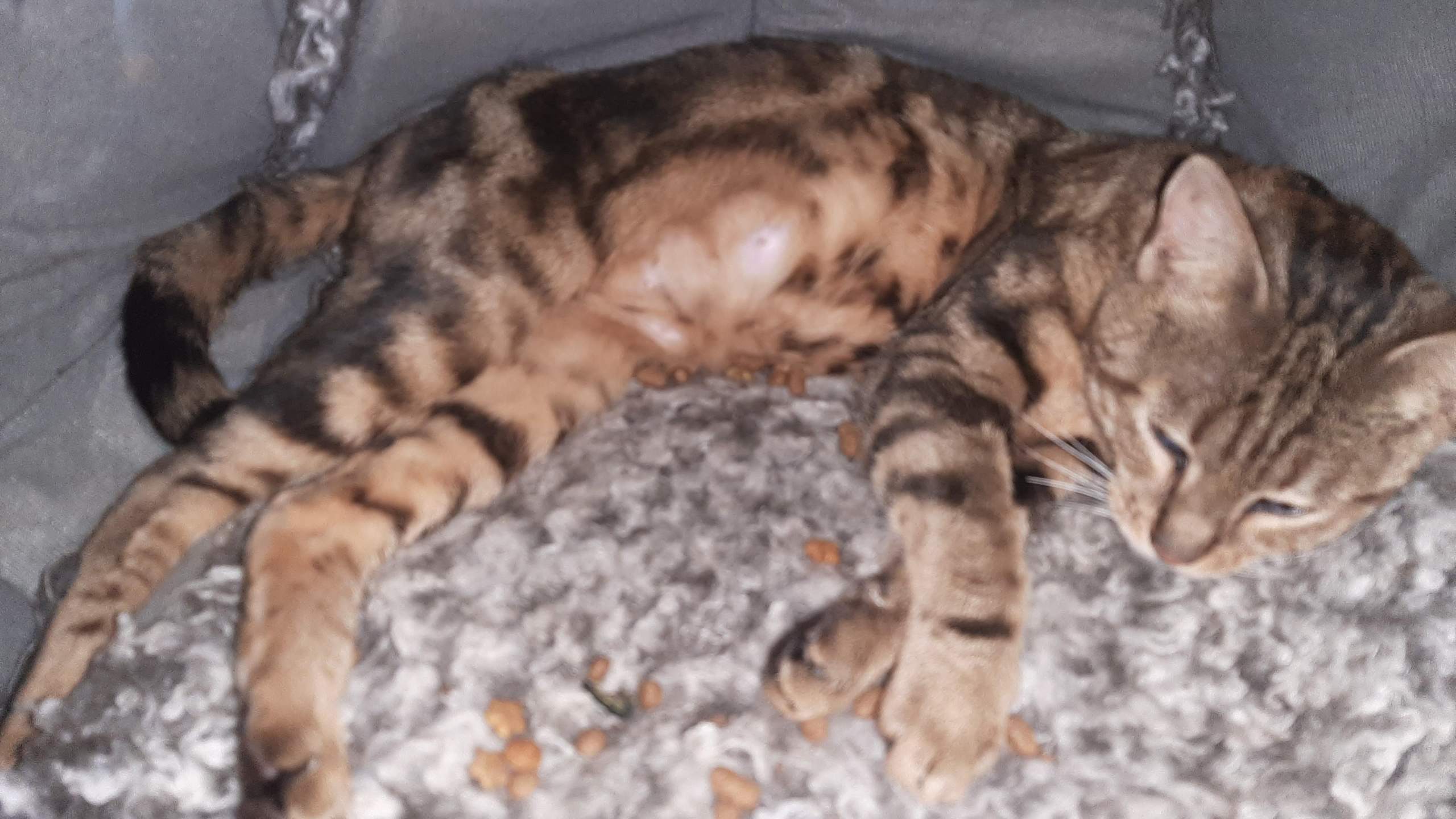 Hallo Leute ich habe vor ca 3 Tagen eine weibliche Katze bekommen ich ...