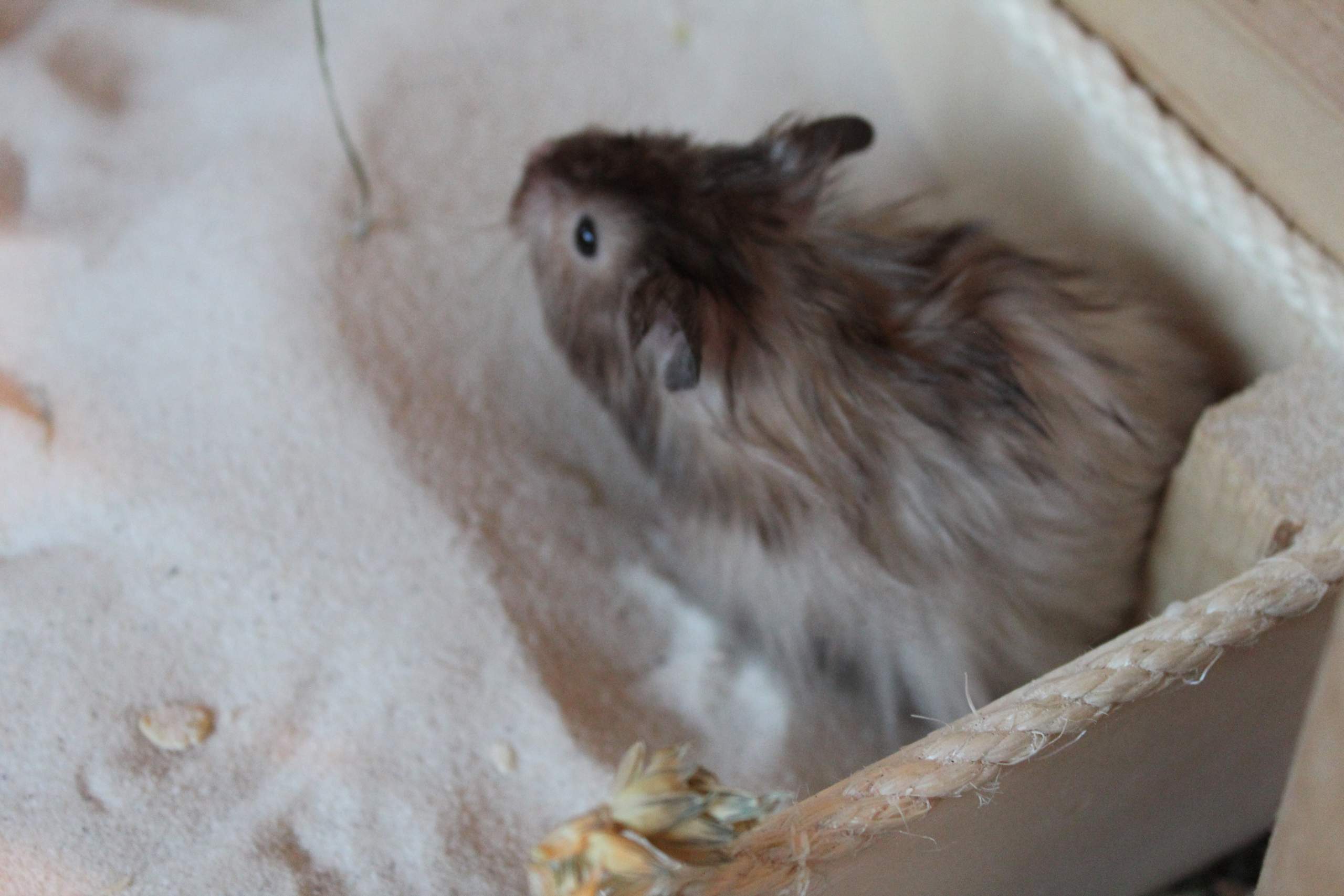 Hamsterfell sieht feucht aus? (Hamsterhaltung, Teddyhamster)