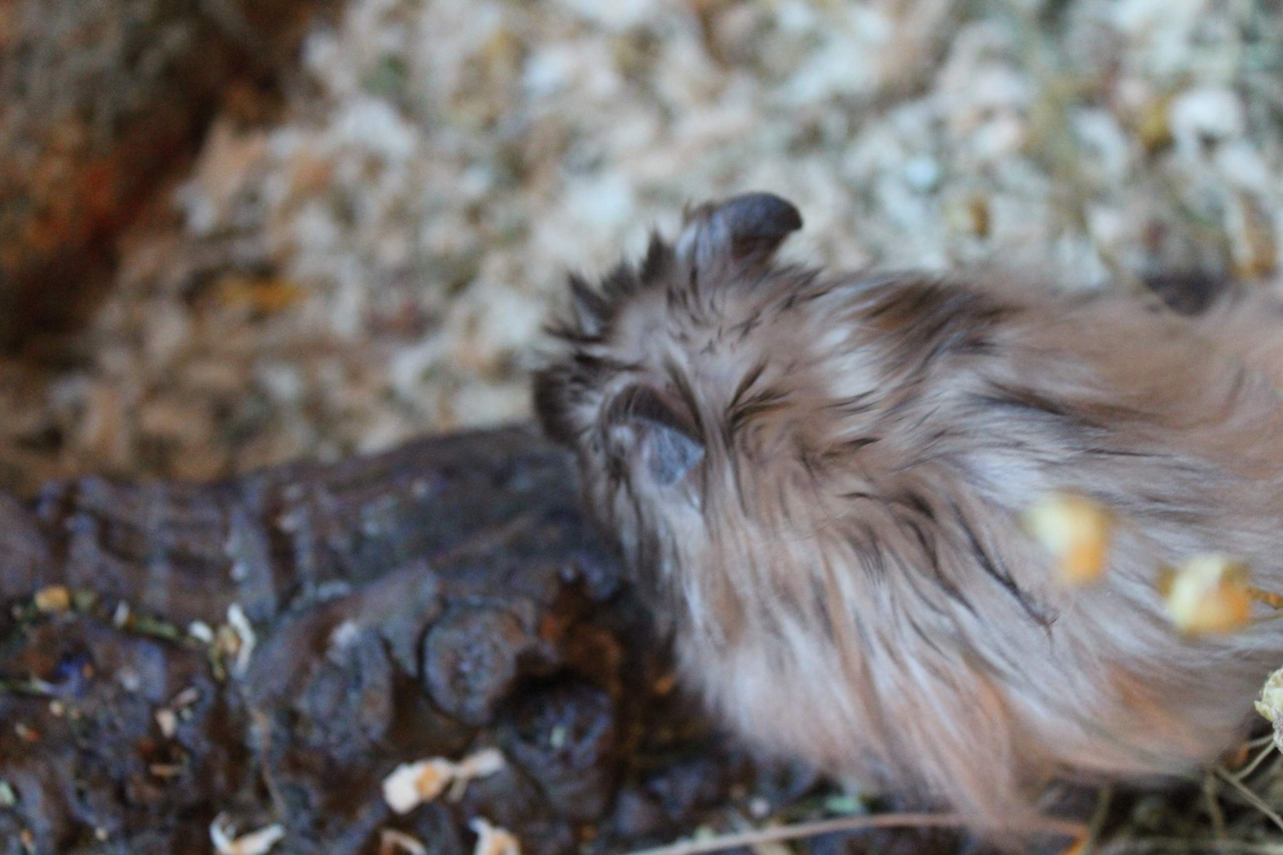 Hamsterfell sieht feucht aus? (Hamsterhaltung, Teddyhamster)