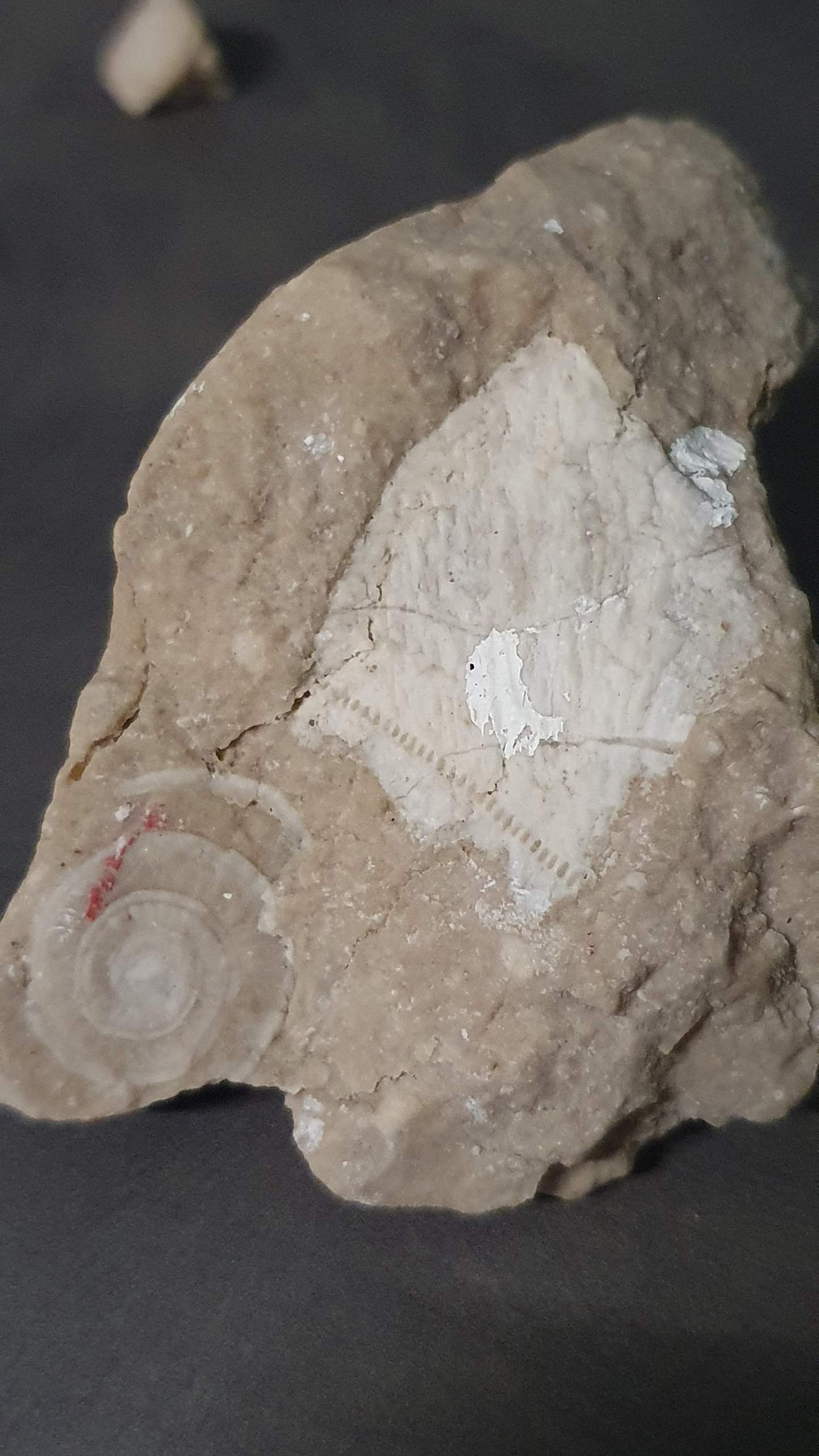 Handelt es sich um eine fossile Pflanze? (Geologie, Fossilien, Steine ...