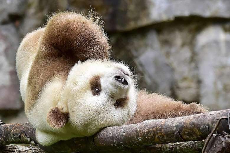 Hast du mal vom Qinling Panda gehört? (Menschen)
