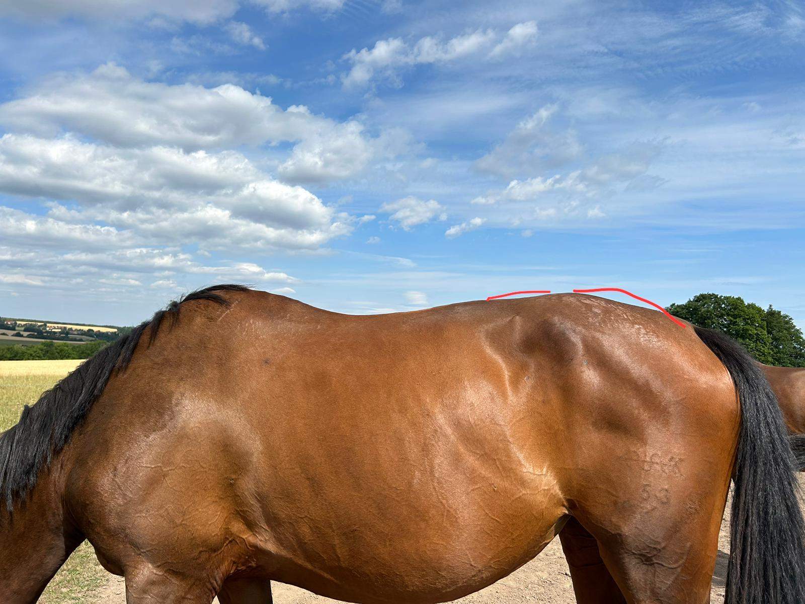 Hat das Pferd Hunters bump? (Reiten, Tierarzt, Pony)