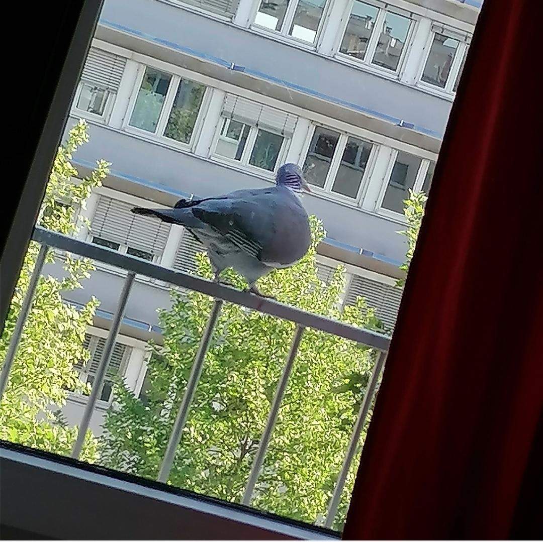 Hat die Taube was zu bedeuten oder nur Zufall? (Tierschutz, Tauben)