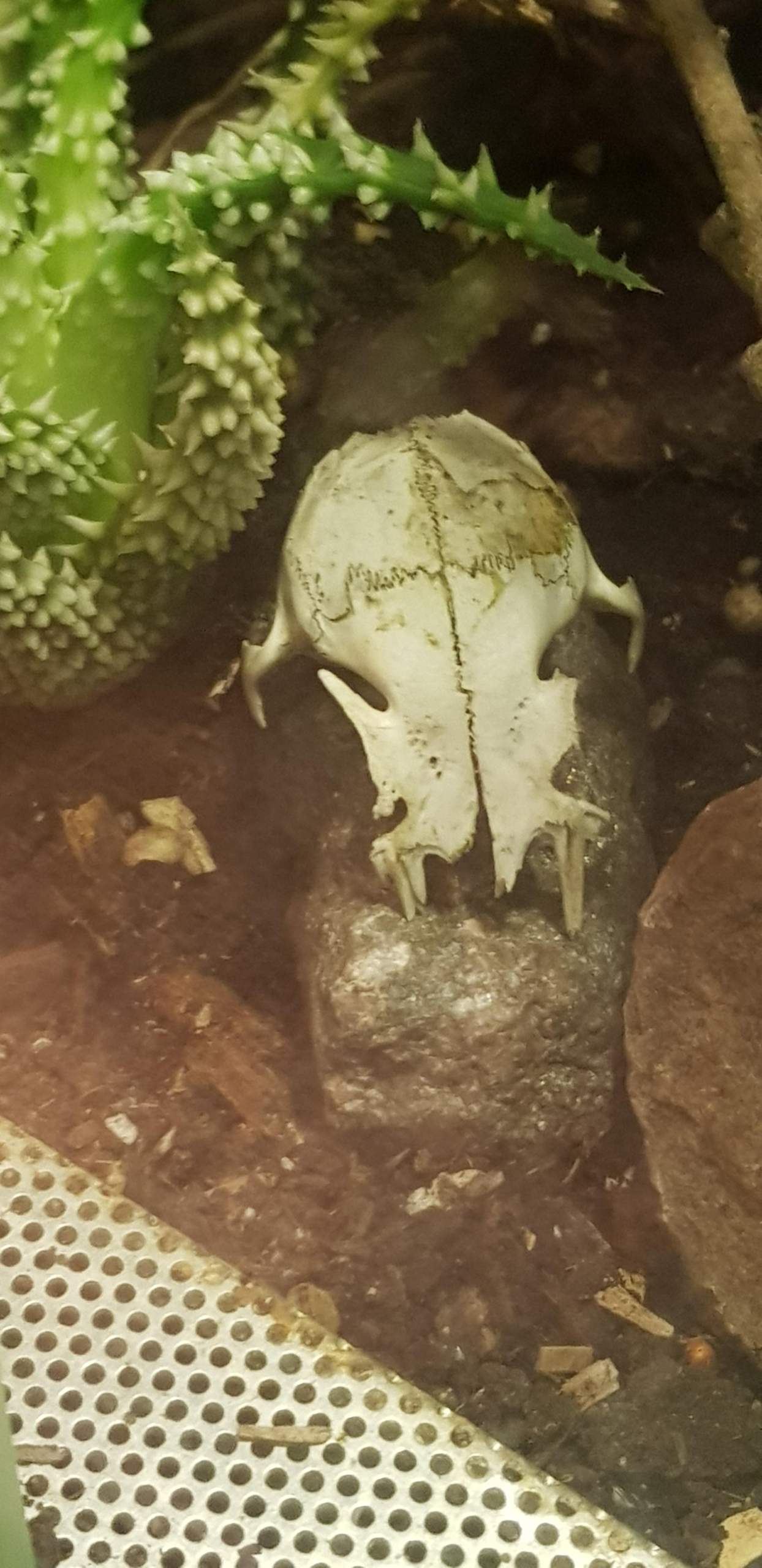Hat einer ne Idee von welchen Tier der Schädel ist? (Biologie, Knochen ...