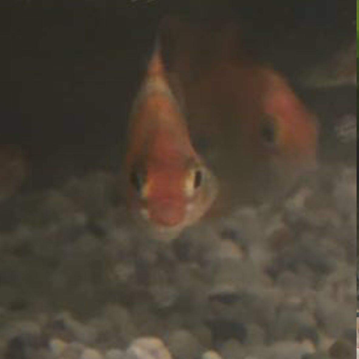 Hat mein Fisch was, oder ist das normal? (Fische, Aquarium, Kiemen)