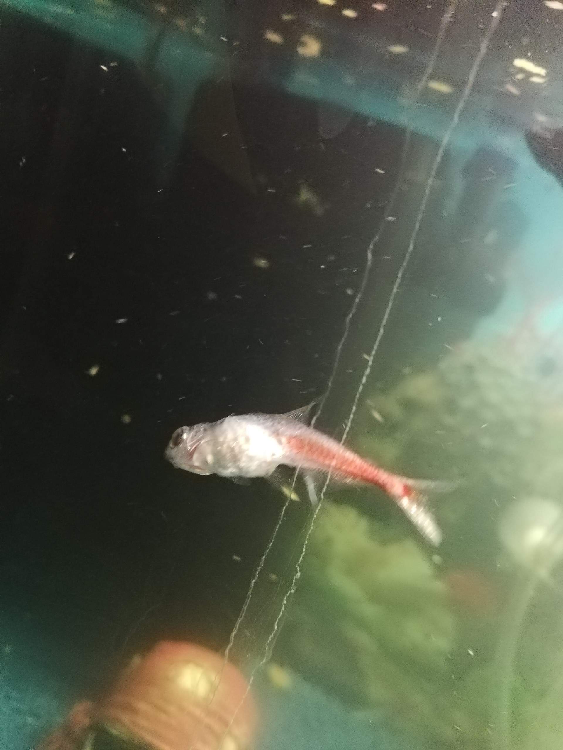 Hat mein Fisch was? (Aquarium, Aquaristik)