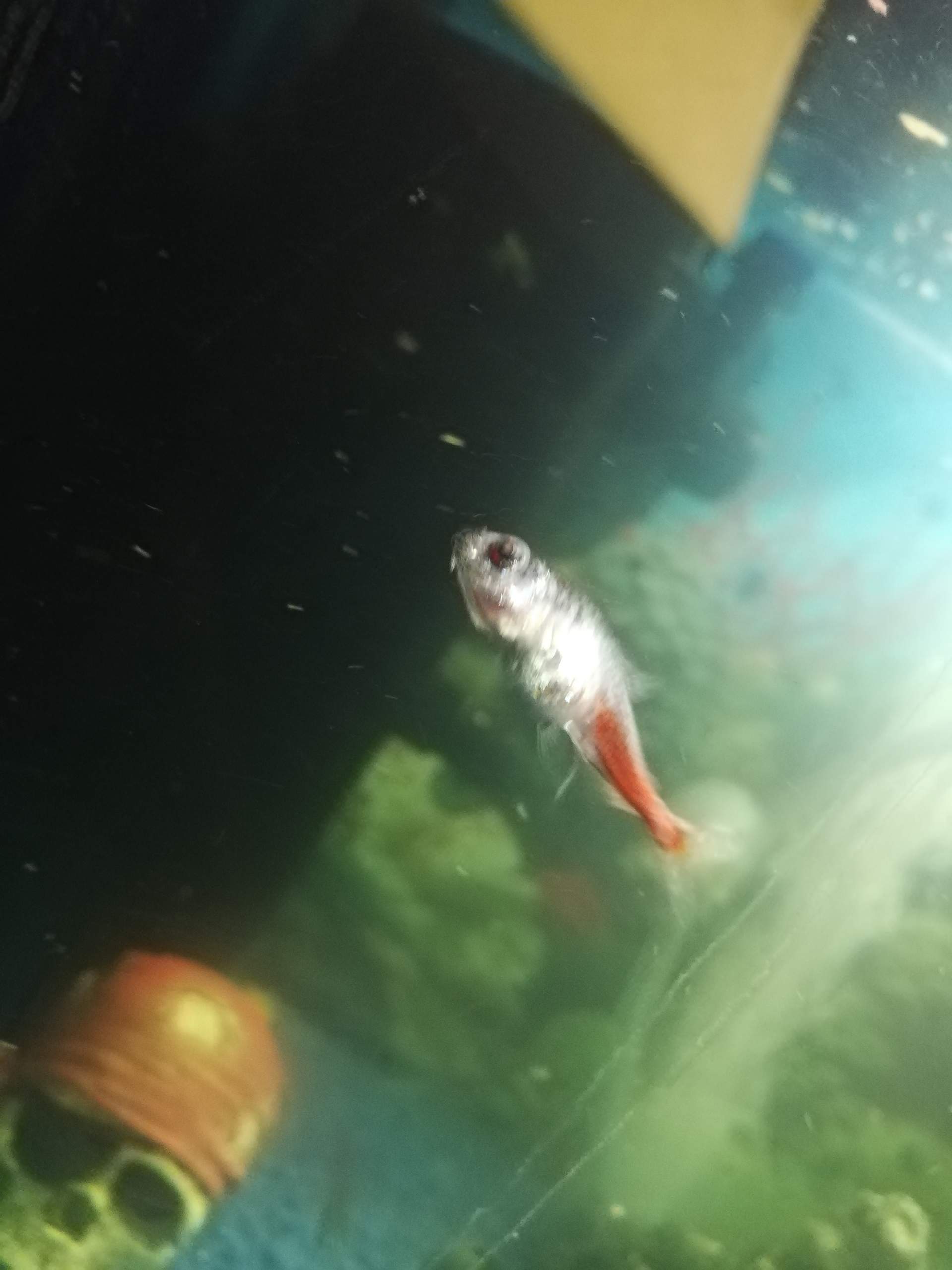 Hat mein Fisch was? (Aquarium, Aquaristik)