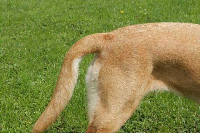 Gebrochene Rute Beim Hund