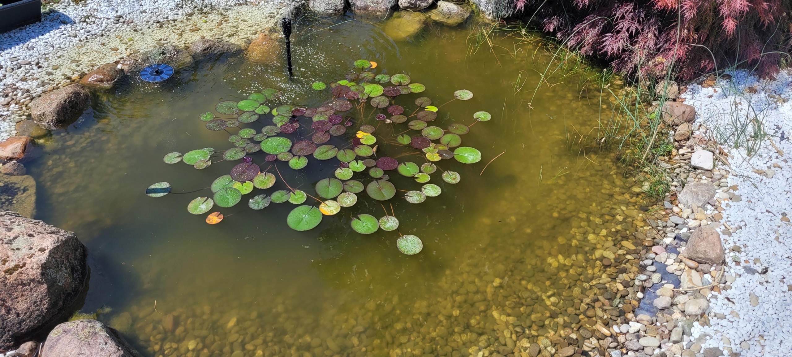 Haus gemietet Teich dabei? (Garten, Frosch, Algen)