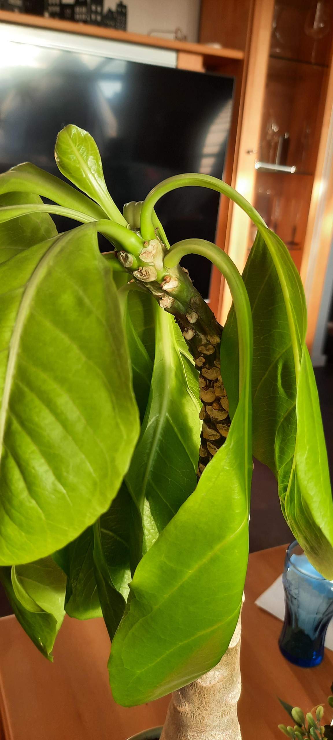 Hawaii Palme lässt die Blätter hängen und der Stamm ist oben ganz weich ...