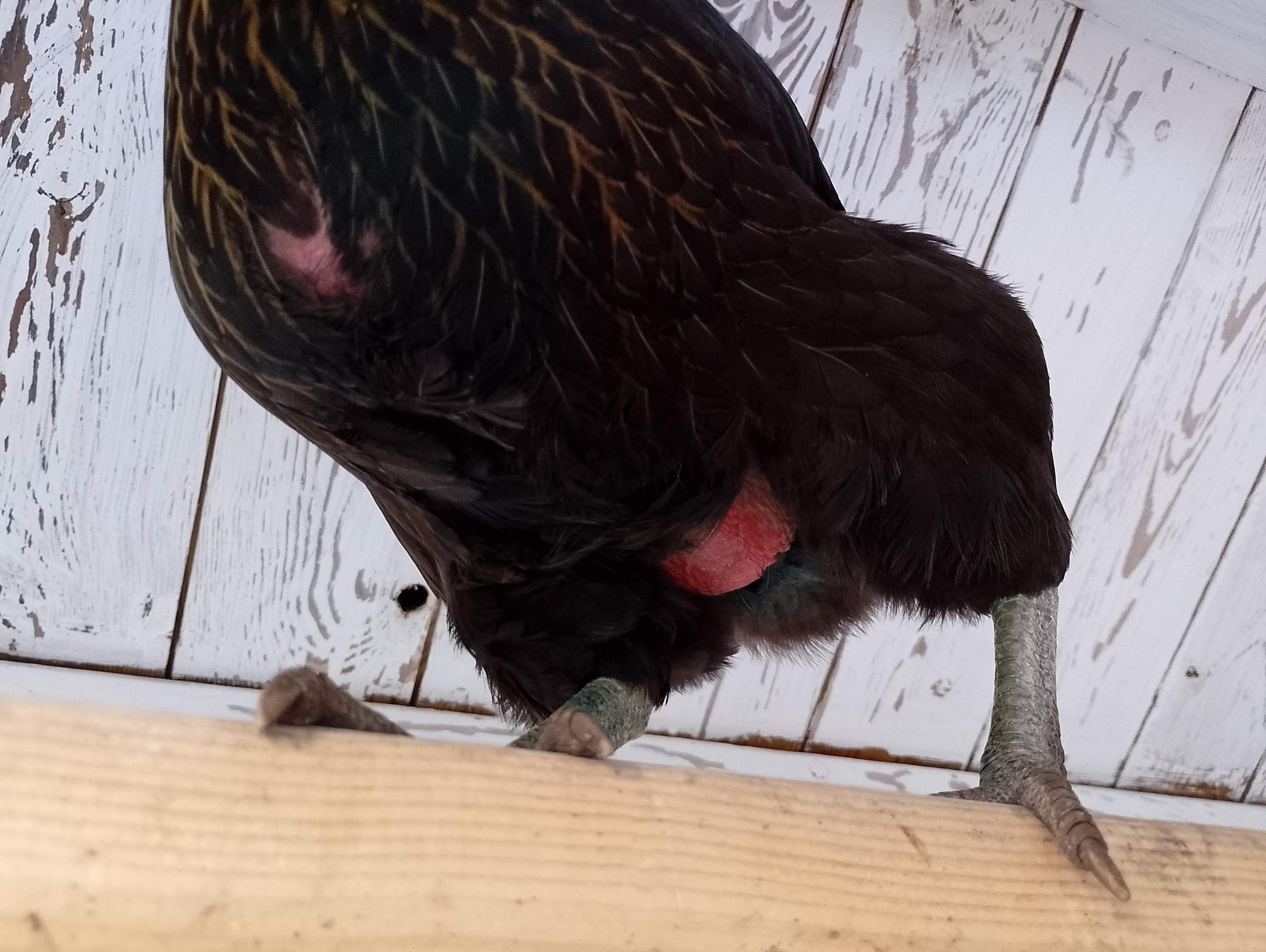 Henne hat keine Federn am Bauch? (Tierhaltung, Huhn, Feder)
